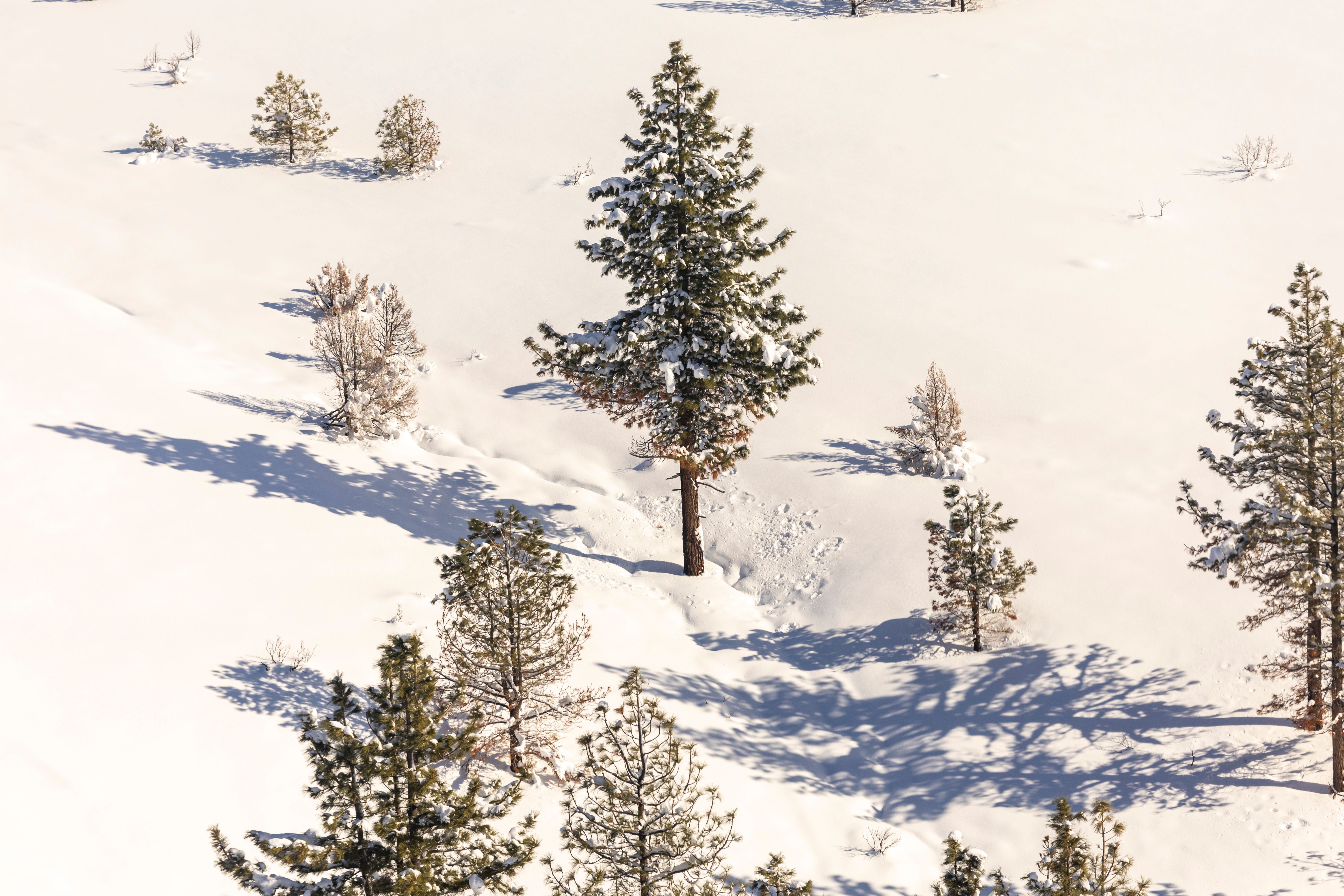 Aerial Photo of Brown Swings With Slides Near Trees · Free Stock Photo