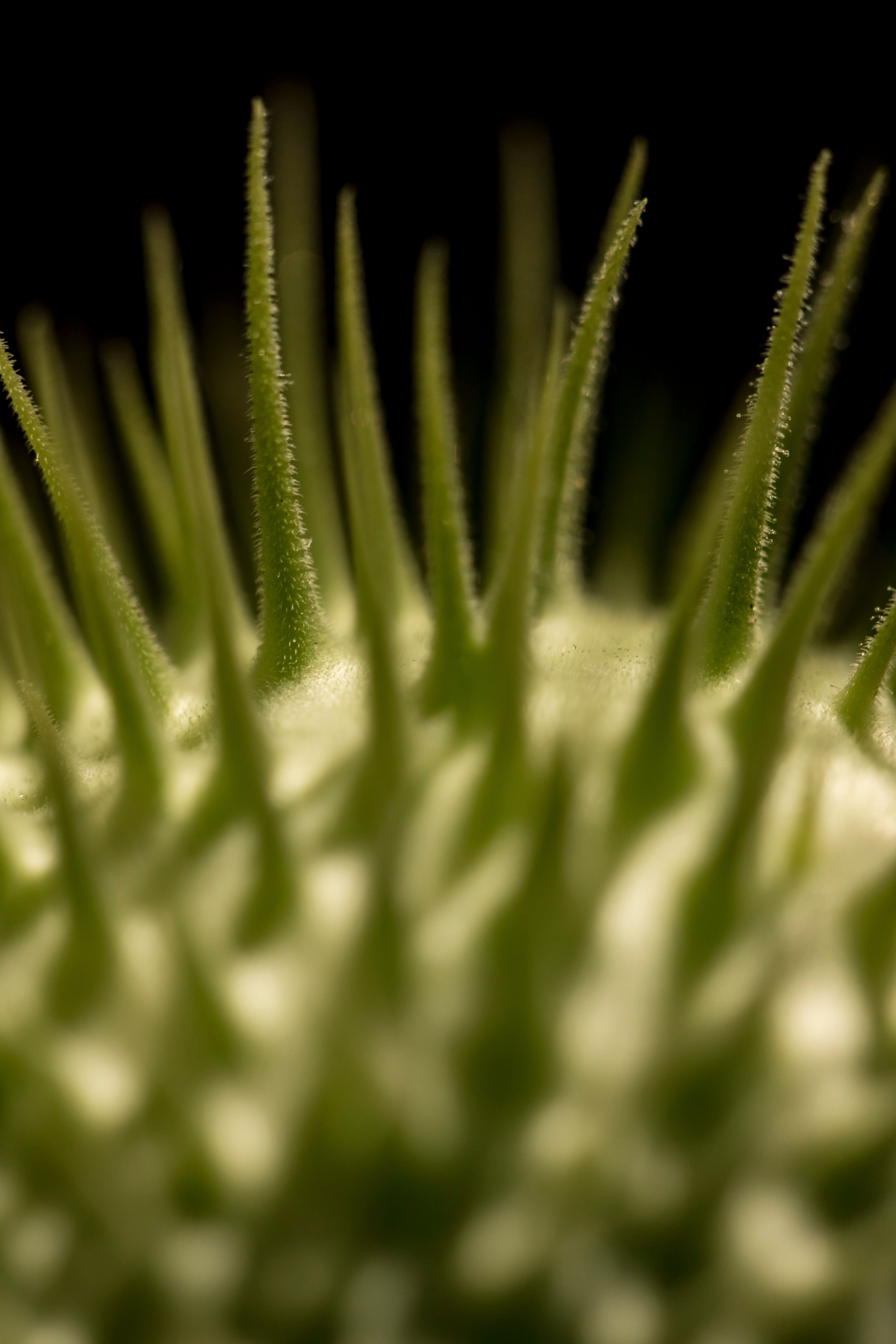 Close-up of Spiky Green Plant Texture · Free Stock Photo