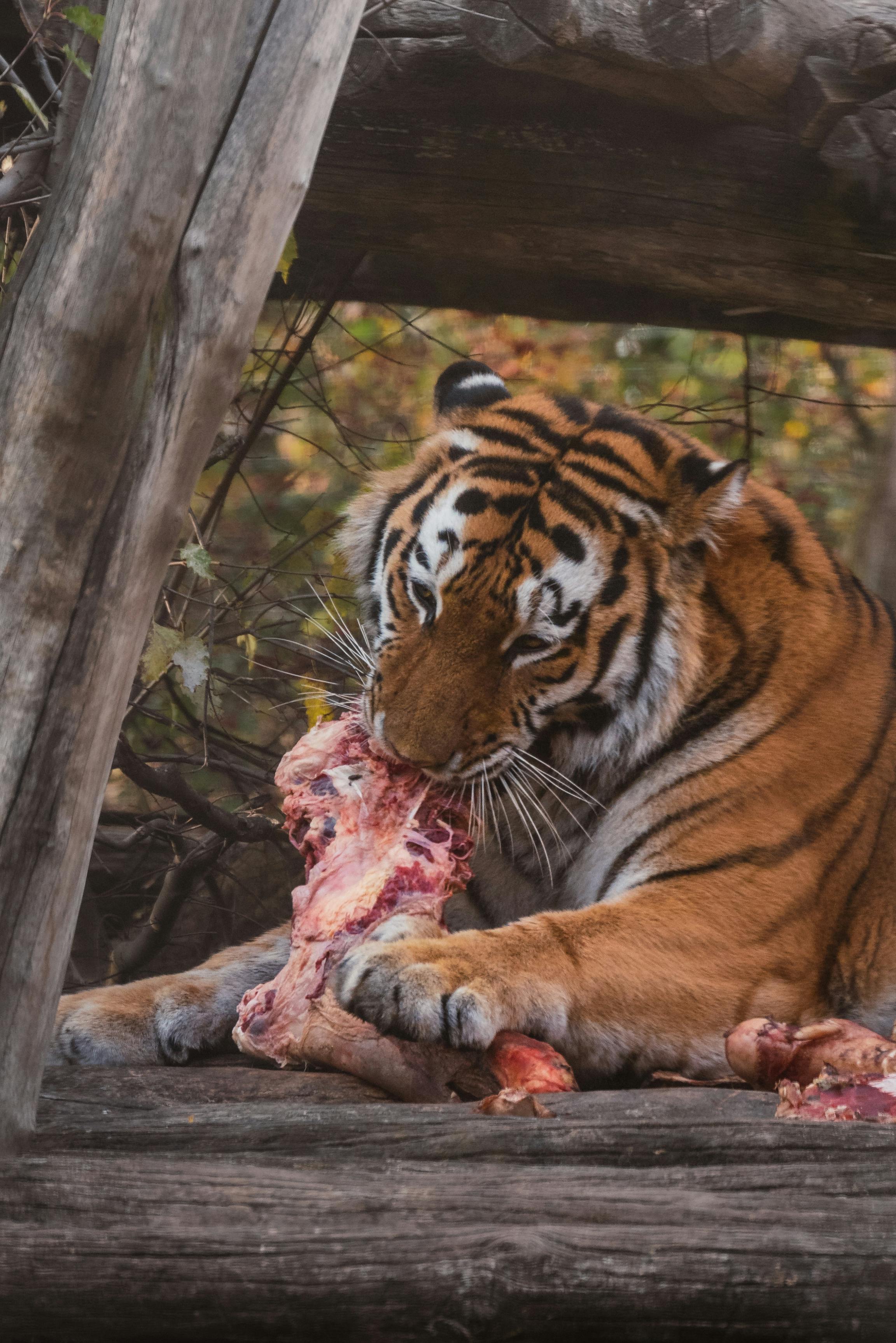 First Nations Animated Pictures Photos, Download The BEST Free First ...