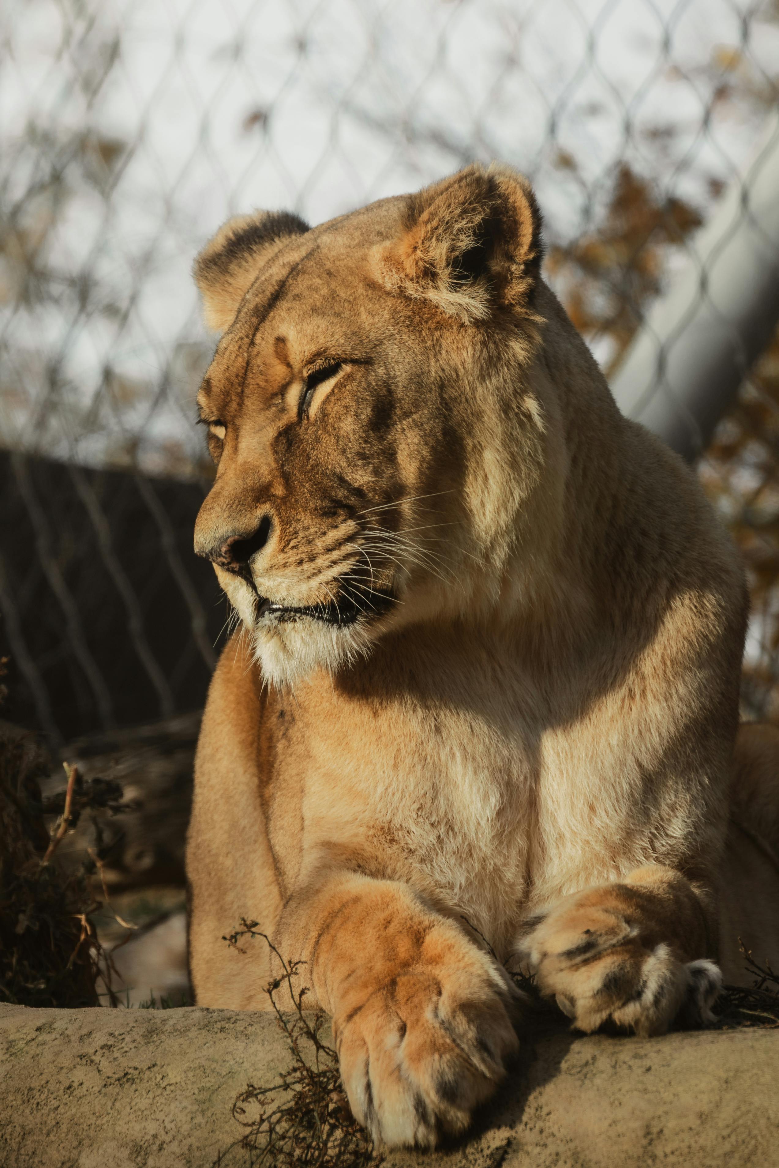 Leo Photos, Download The BEST Free Leo Stock Photos & HD Images