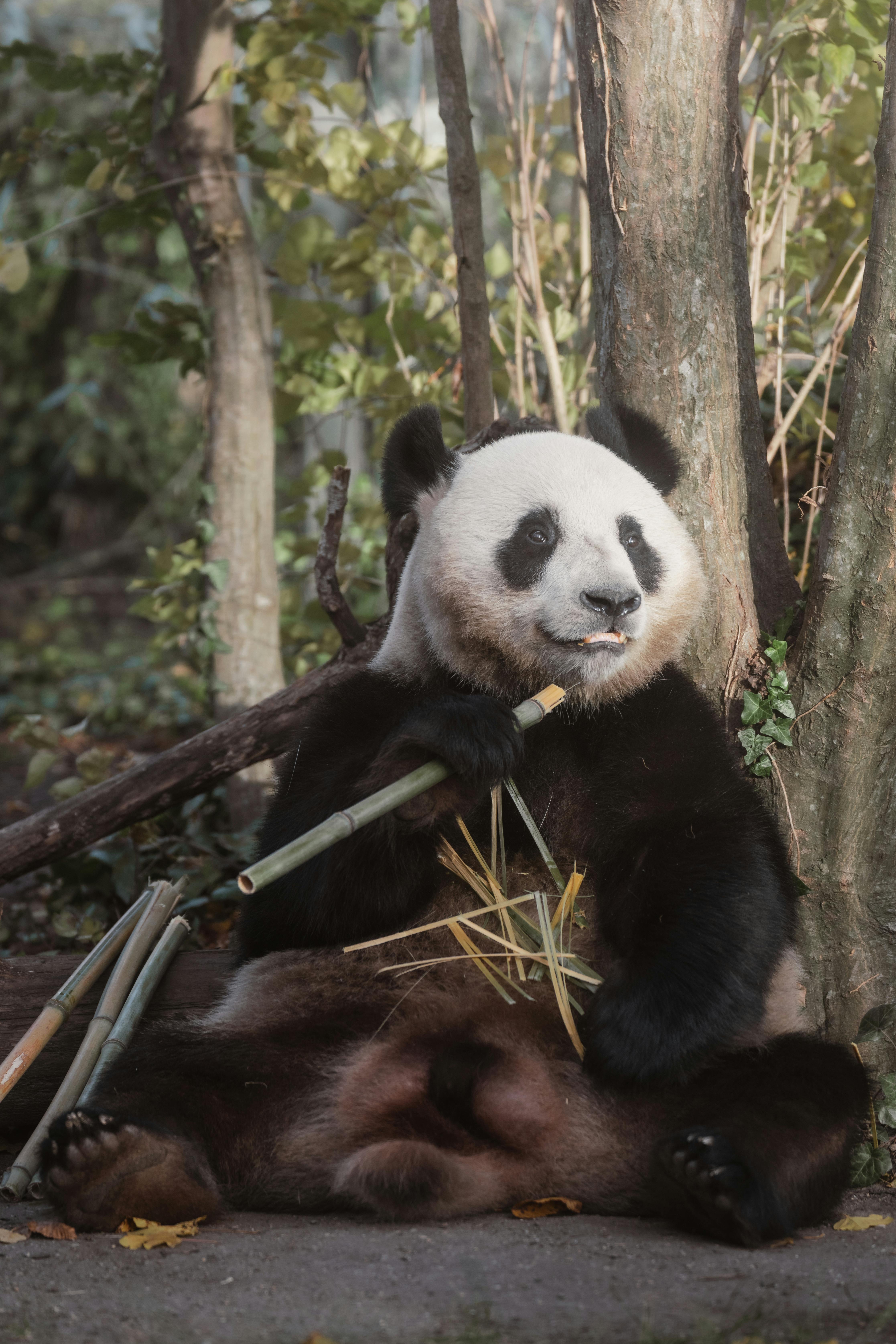 First Nations Animated Pictures Photos, Download The BEST Free First ...