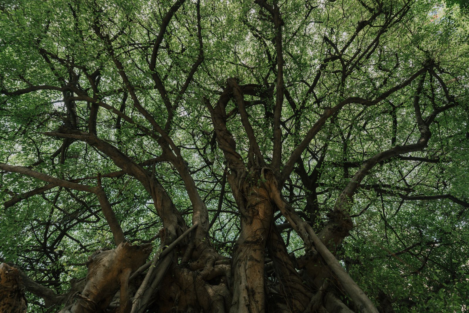 Tree Of Life Photos, Download The BEST Free Tree Of Life Stock Photos ...