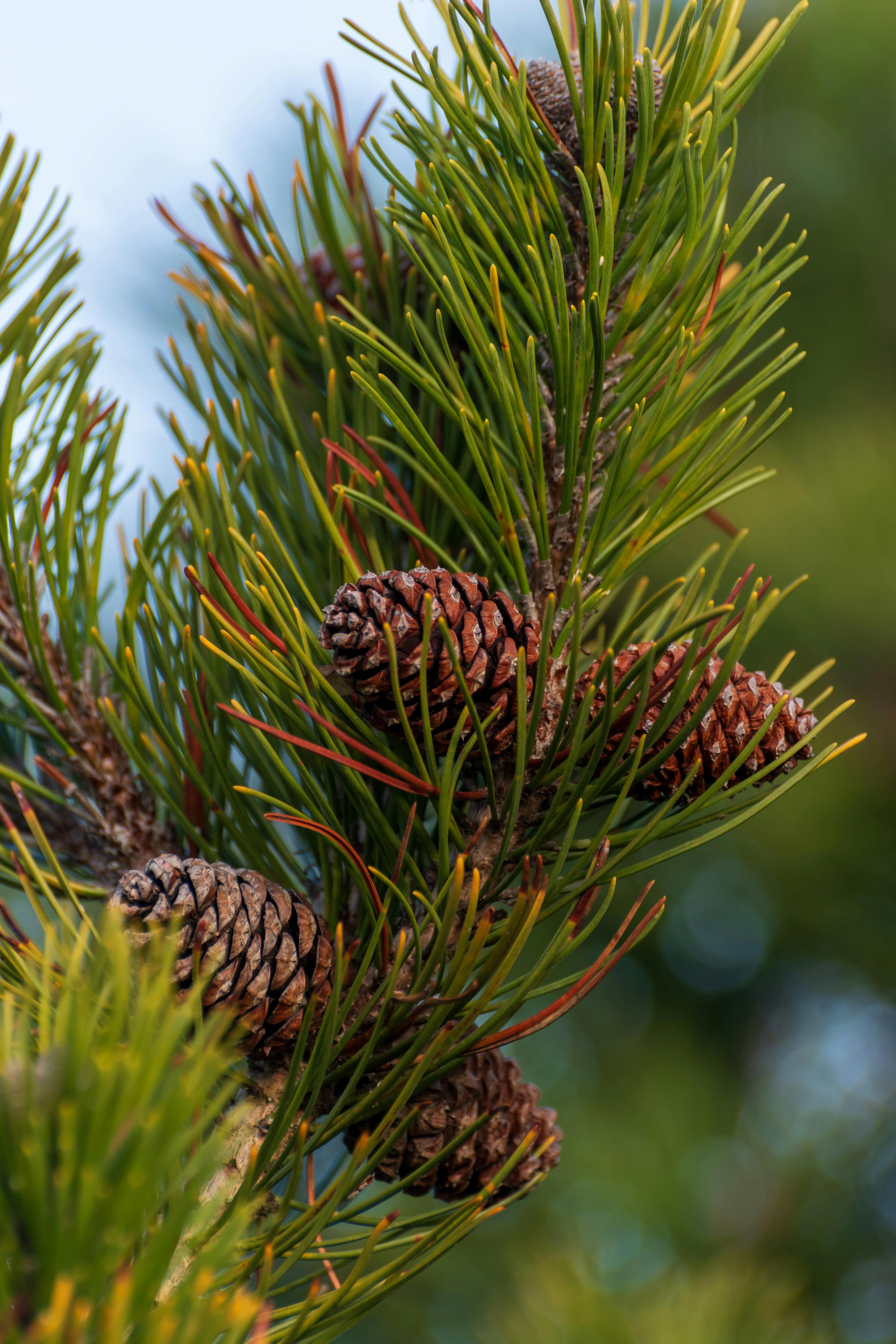 Congress Background Photos, Download The BEST Free Congress Background ...