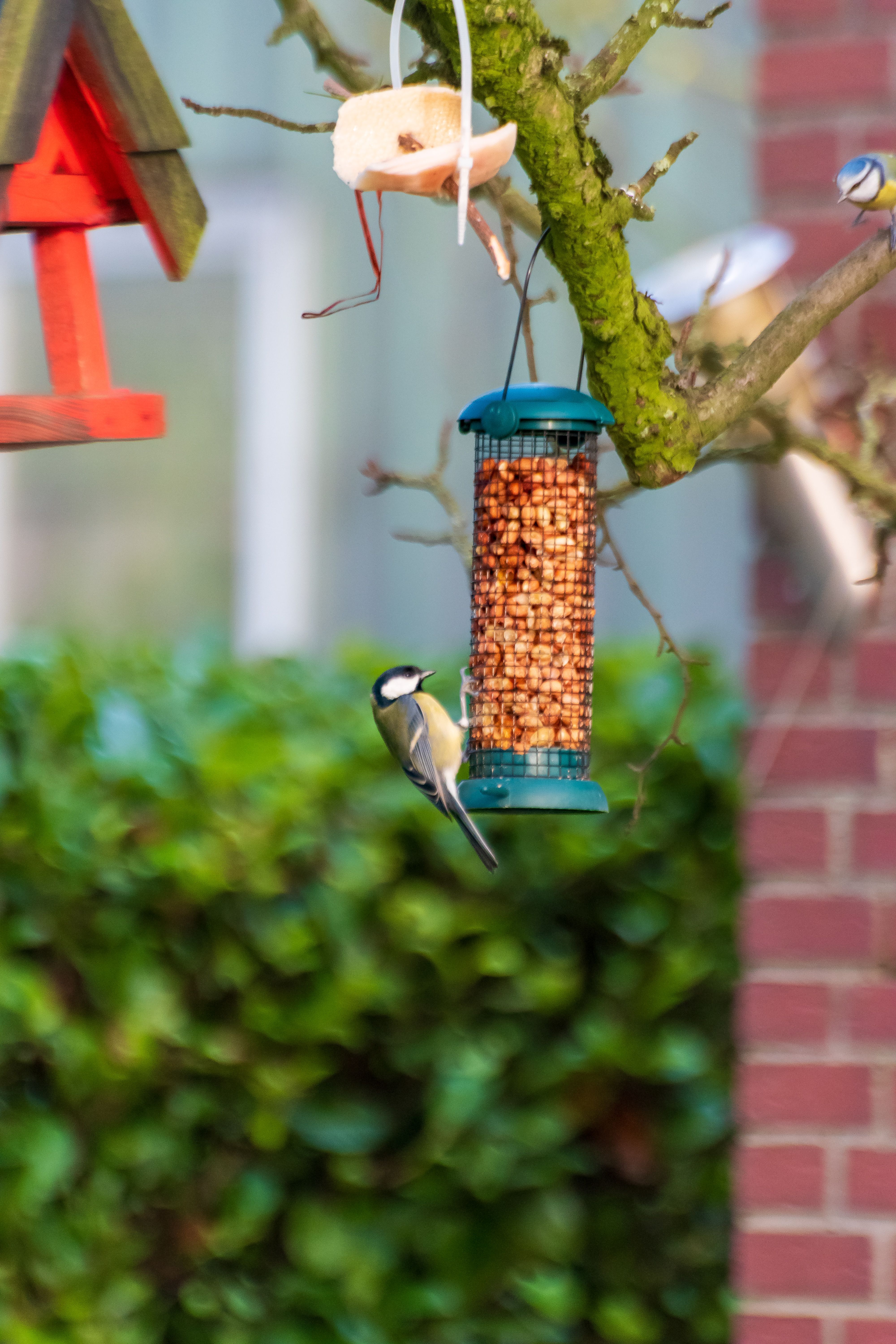 Colorful Bird Feeding on Hanging Feeder Outdoors · Free Stock Photo
