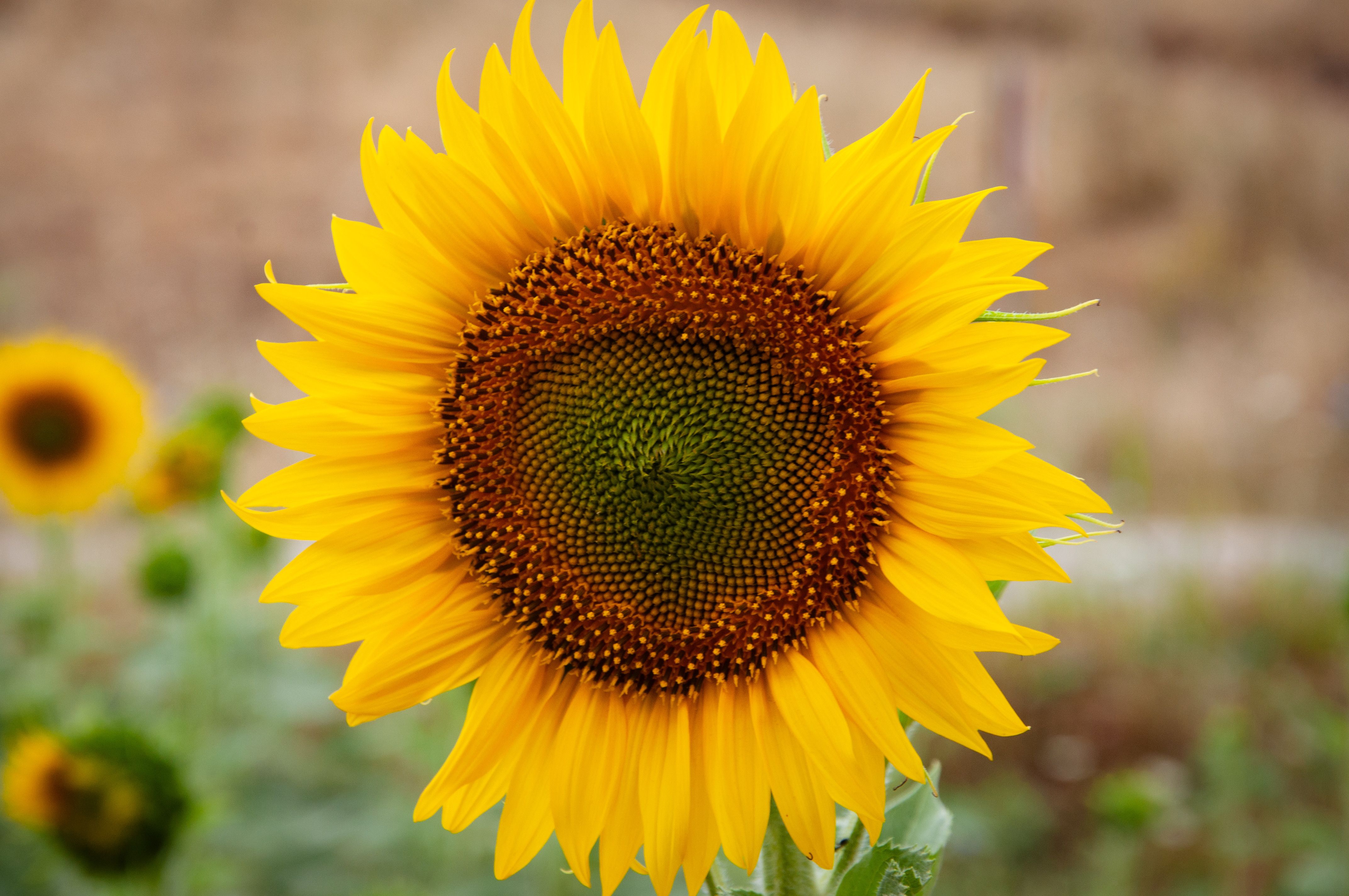 Gulab Flower Background Photos, Download The BEST Free Gulab Flower ...