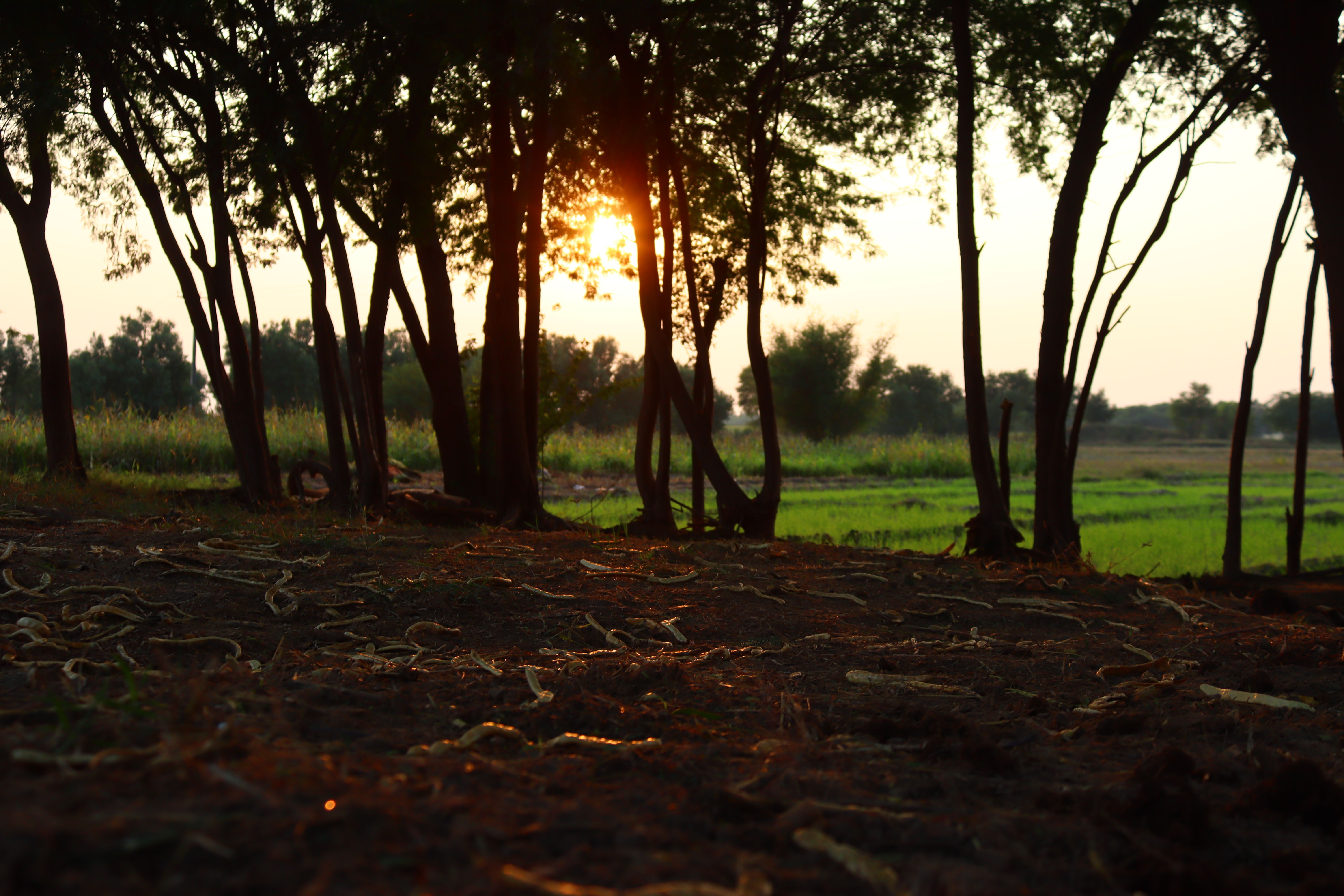 Sunset Through Forest Trees in Rural Landscape · Free Stock Photo