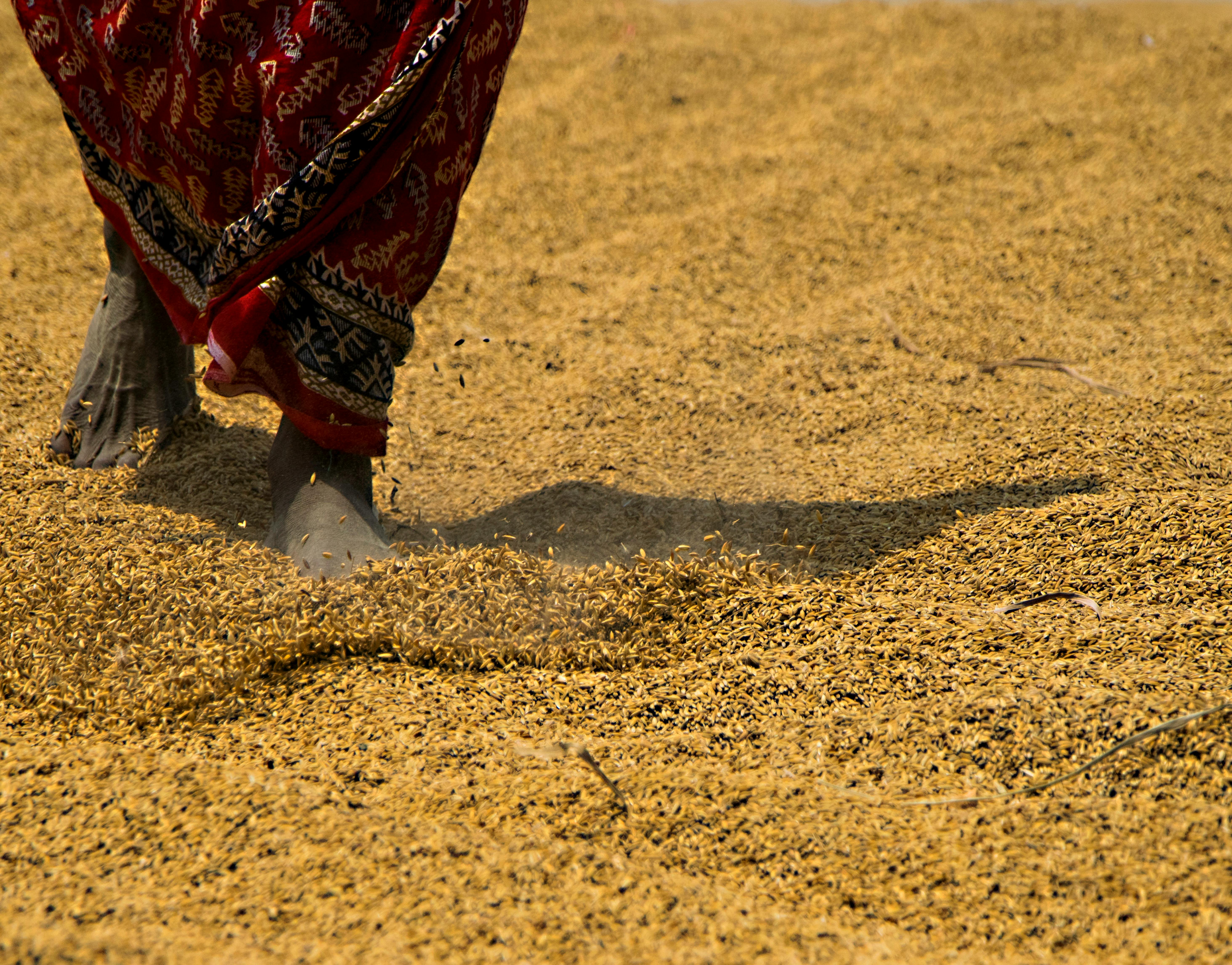 Woman's Feet Treading on Harvested Grains · Free Stock Photo