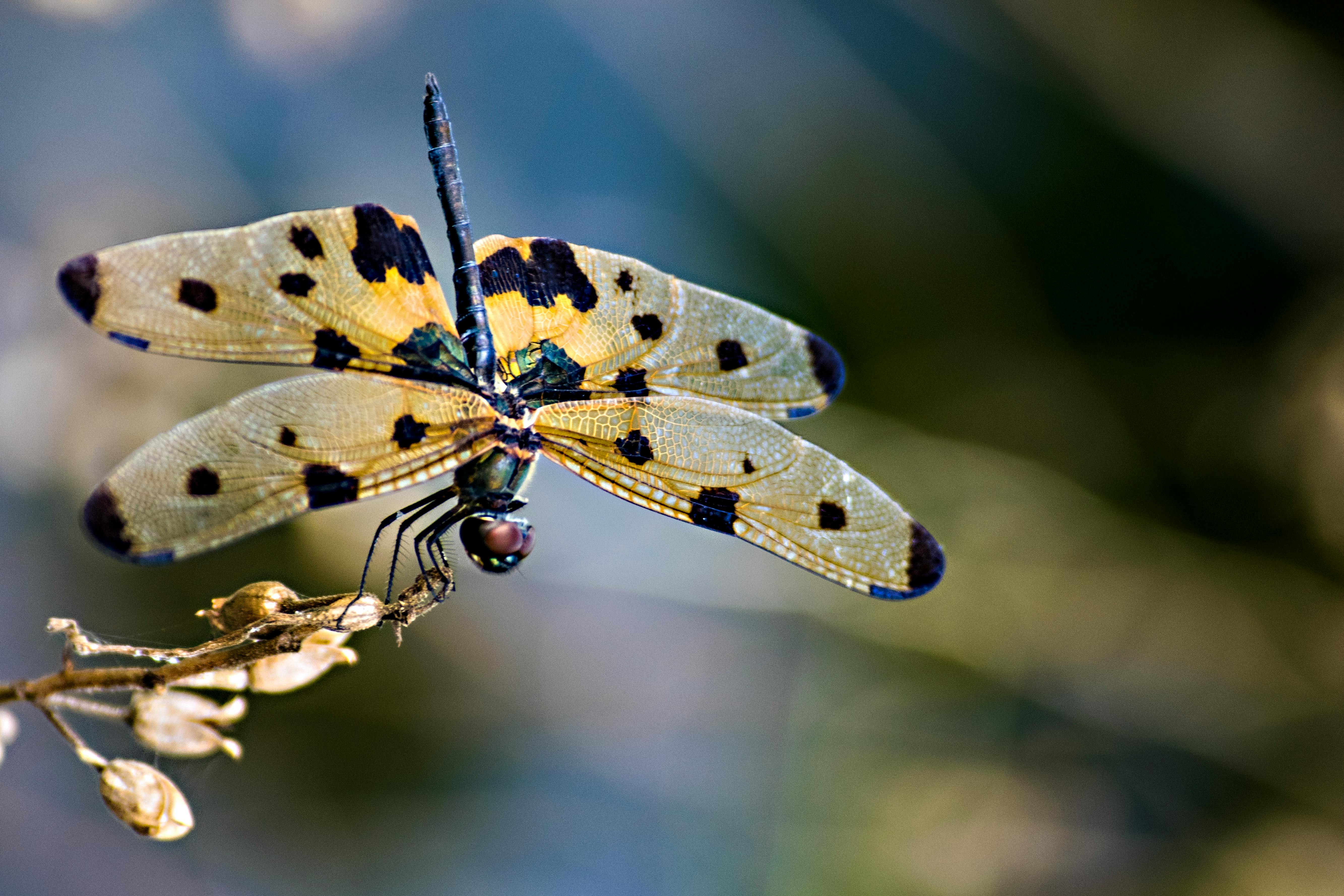 Scroller+Butterfly+Wings Photos, Download The BEST Free Scroller ...