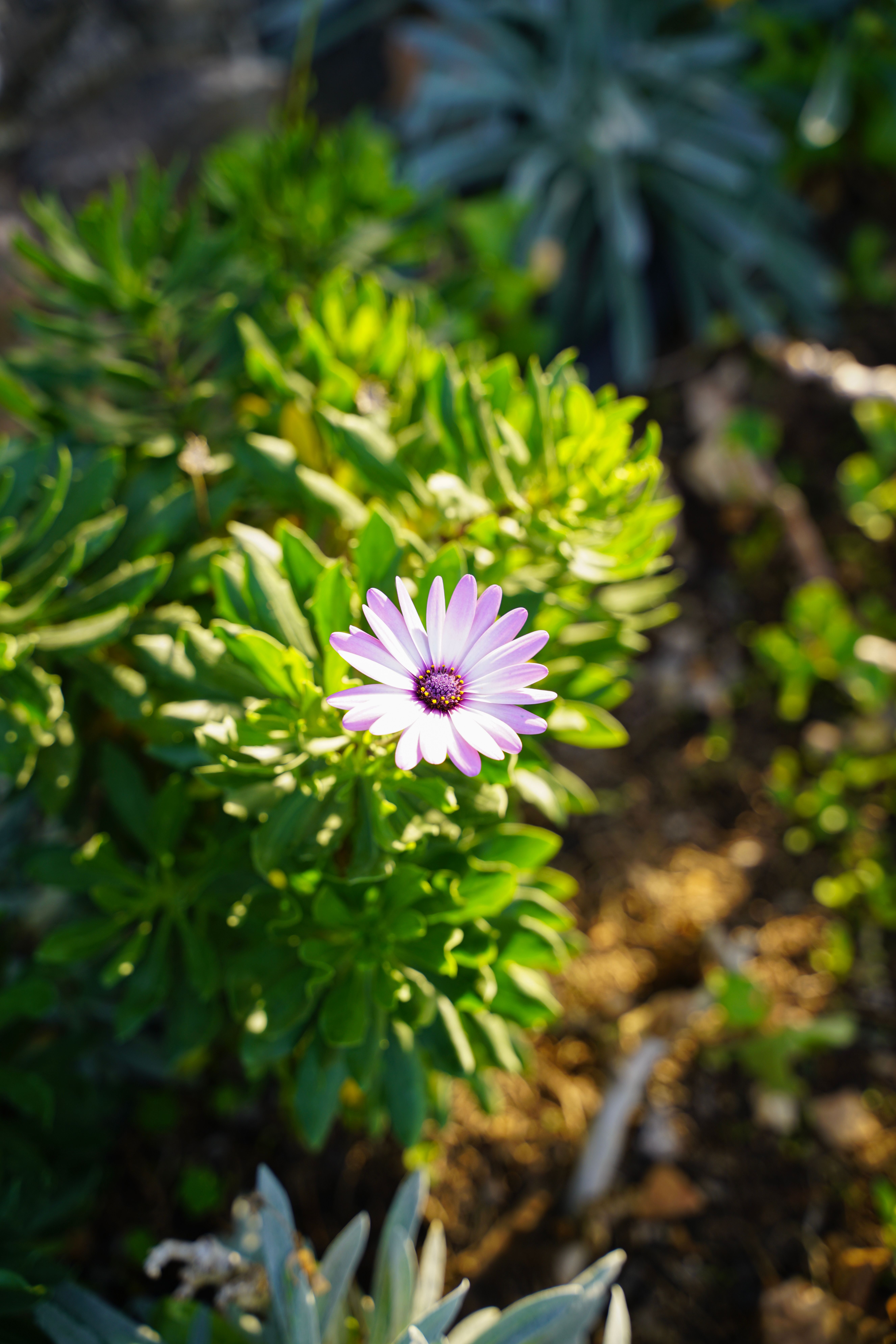 Gulab Flower Background Photos, Download The BEST Free Gulab Flower ...