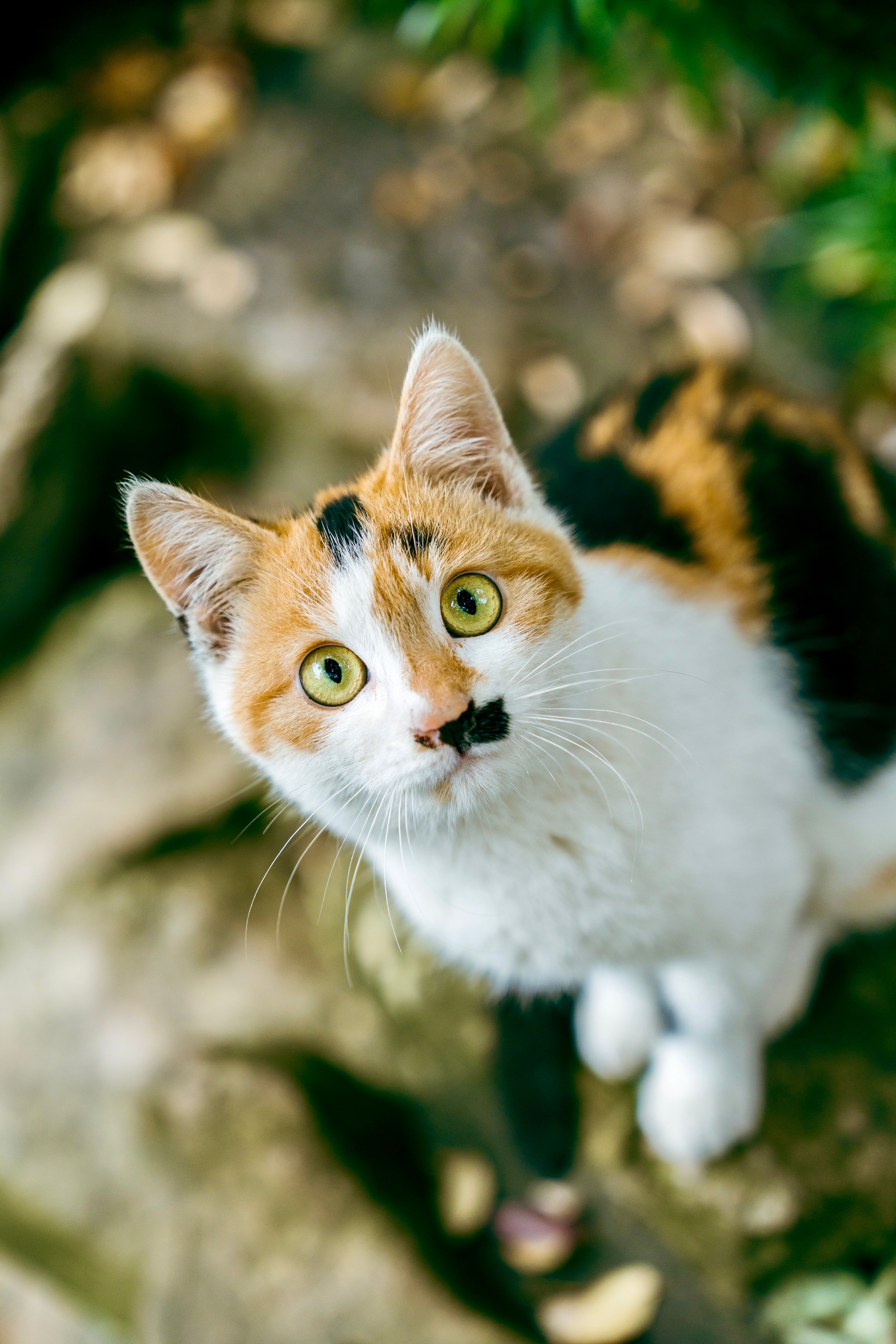Cute Calico Cat Outdoors Looking Up · Free Stock Photo
