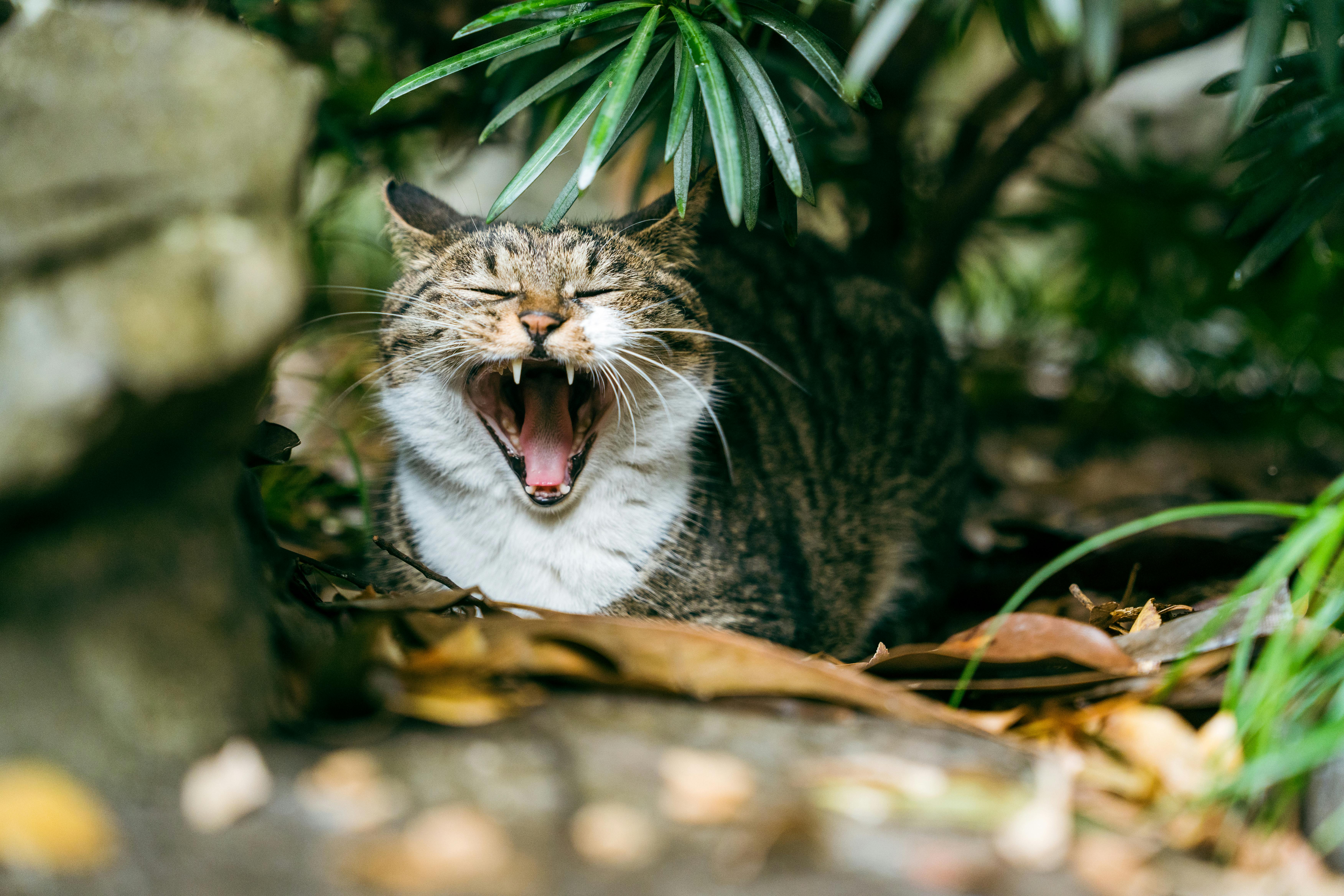 Cute Cat Dp Photos, Download The BEST Free Cute Cat Dp Stock Photos ...