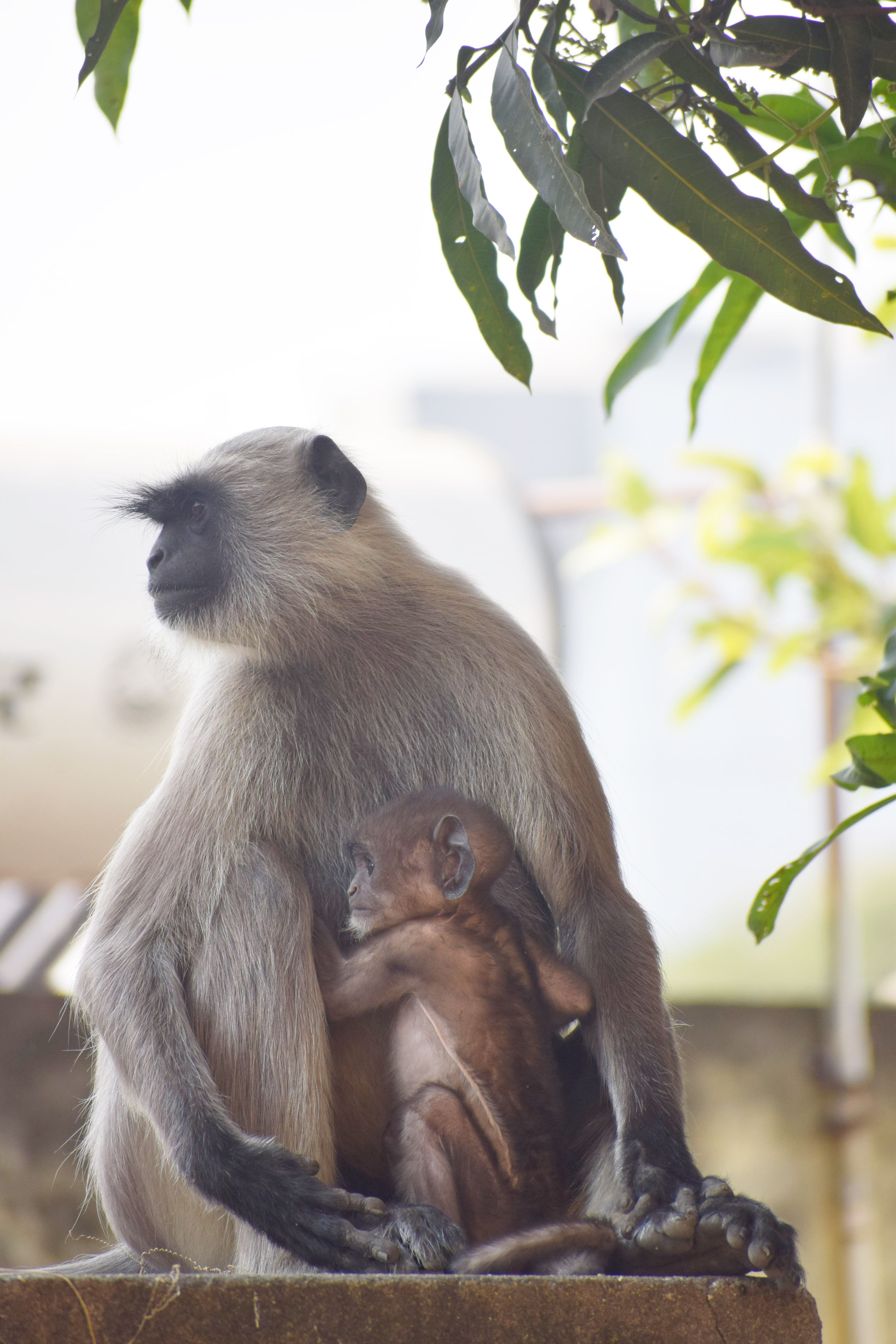 20.000+ melhores imagens de Dedos De Macaco · Download 100% grátis ...