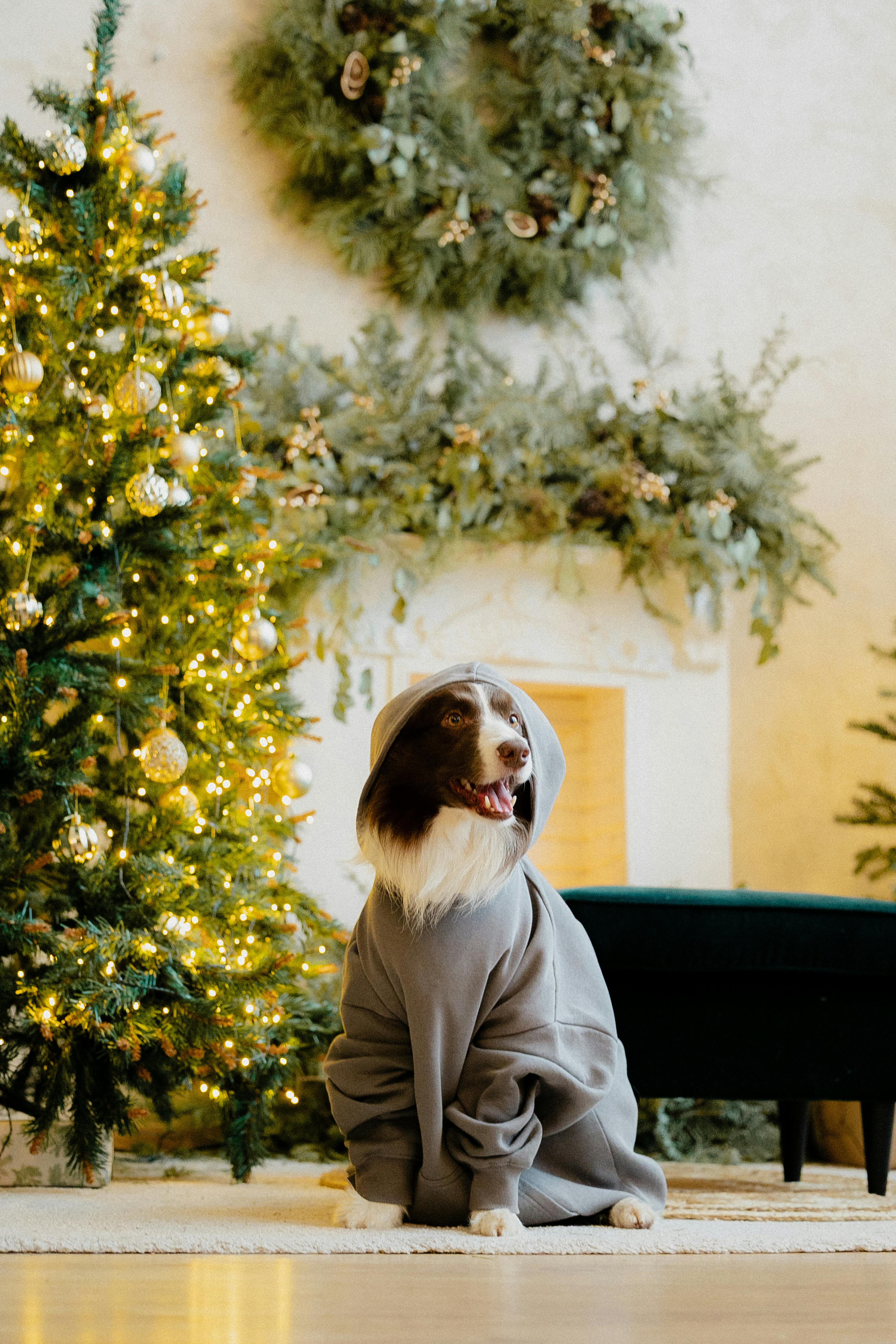 Christmas Tree Without Background Photos, Download The BEST Free ...