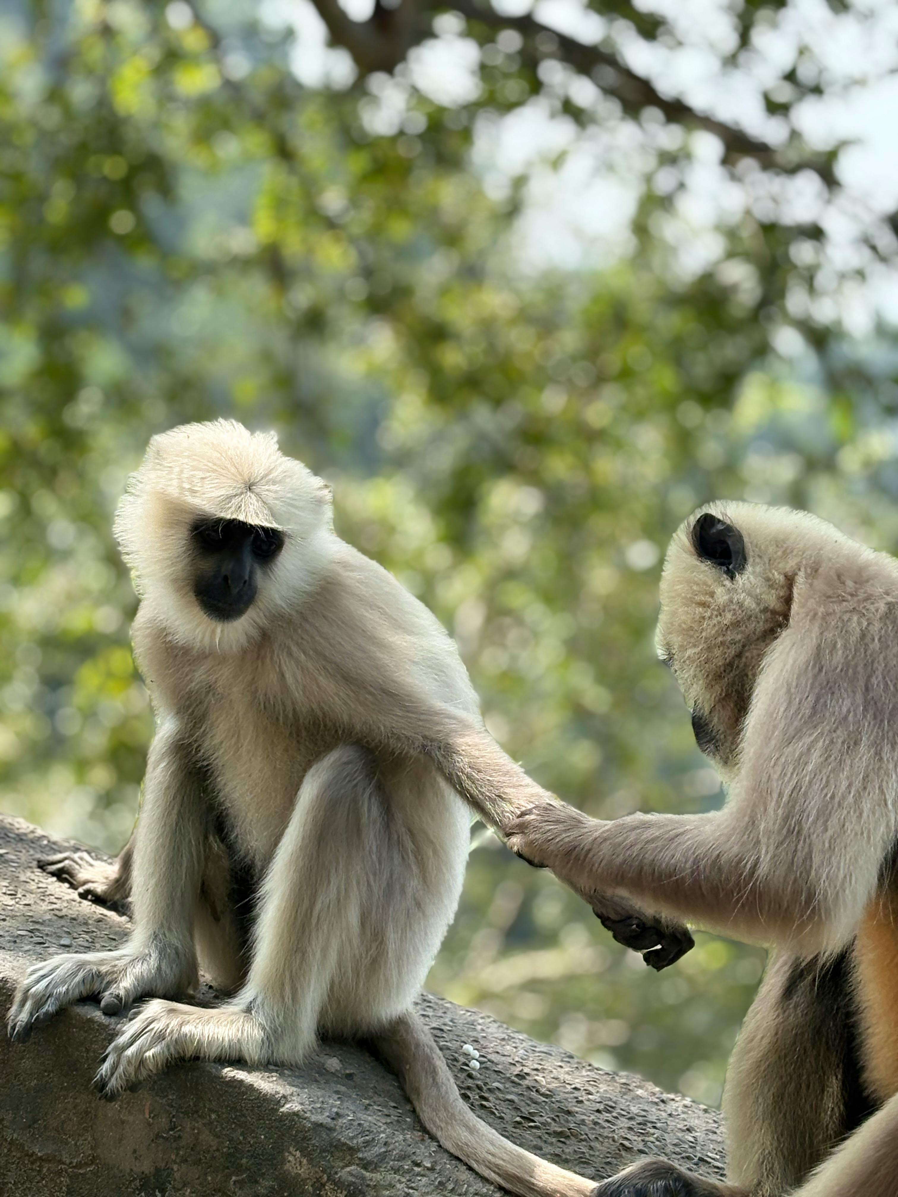 Animals With Different Animals Photos, Download The BEST Free Animals ...