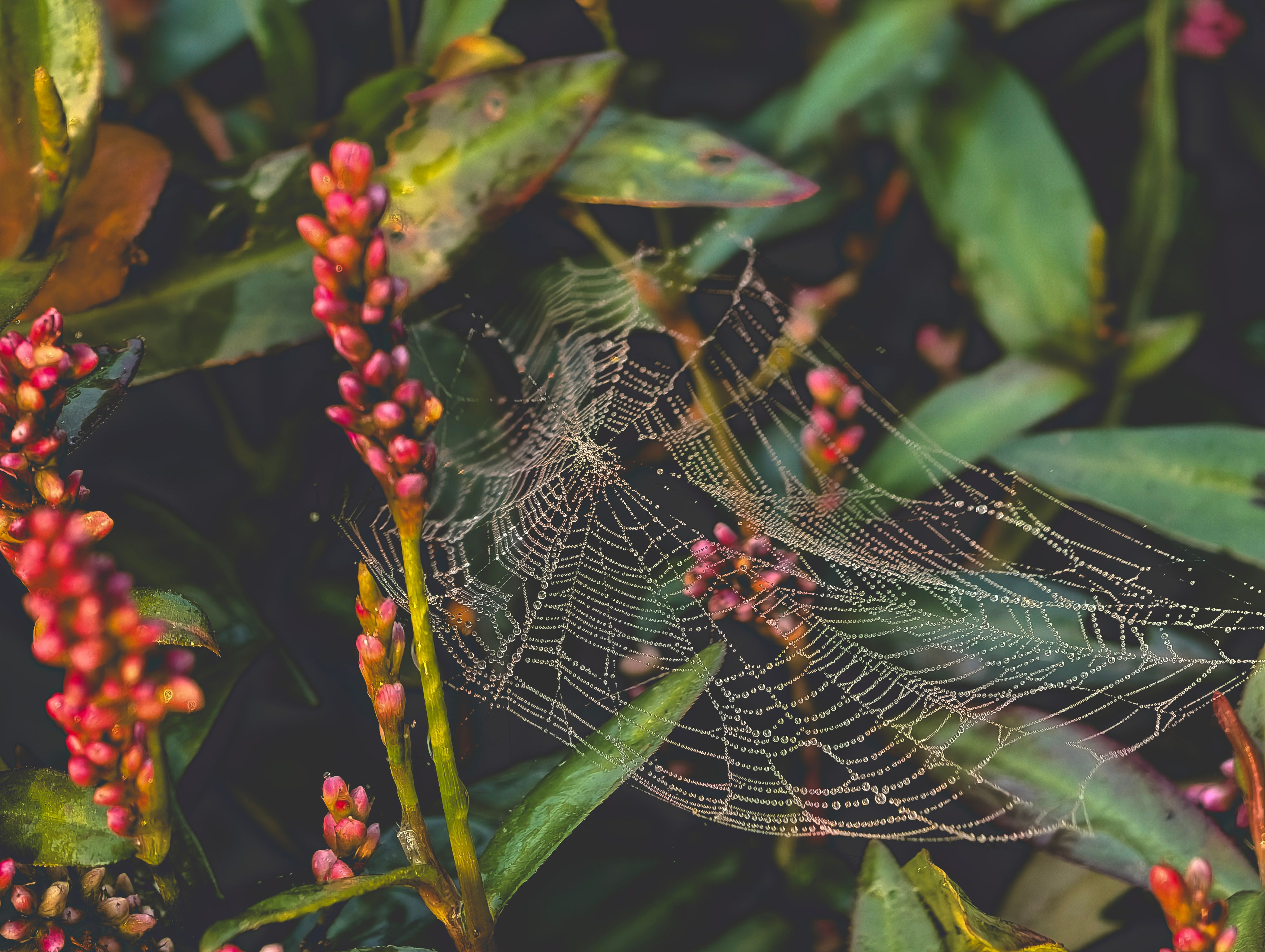 Pink+Pfps Photos, Download The BEST Free Pink+Pfps Stock Photos & HD Images