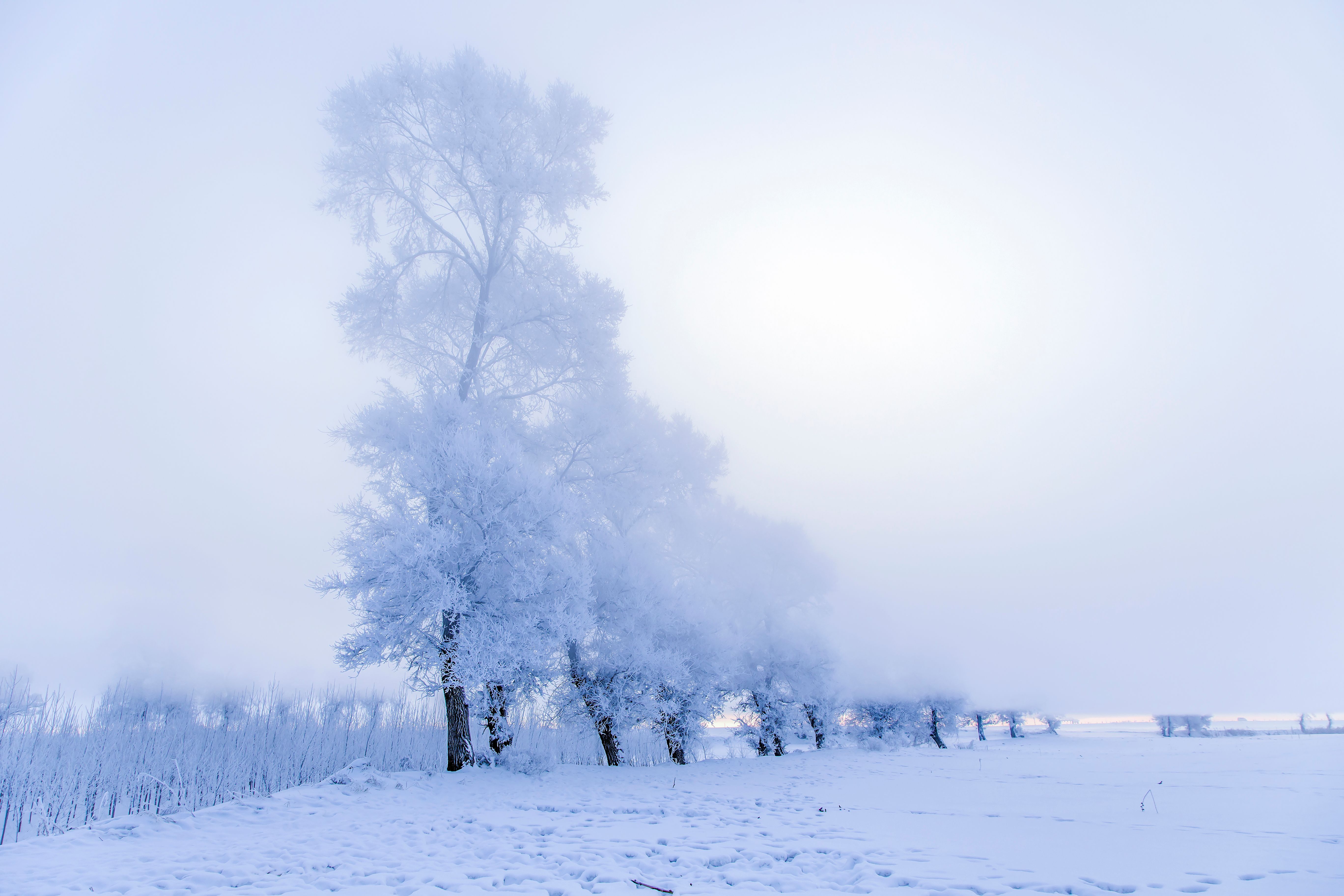 Hoarfrost In Oisterwijk, Netherlands Photos, Download The BEST Free ...