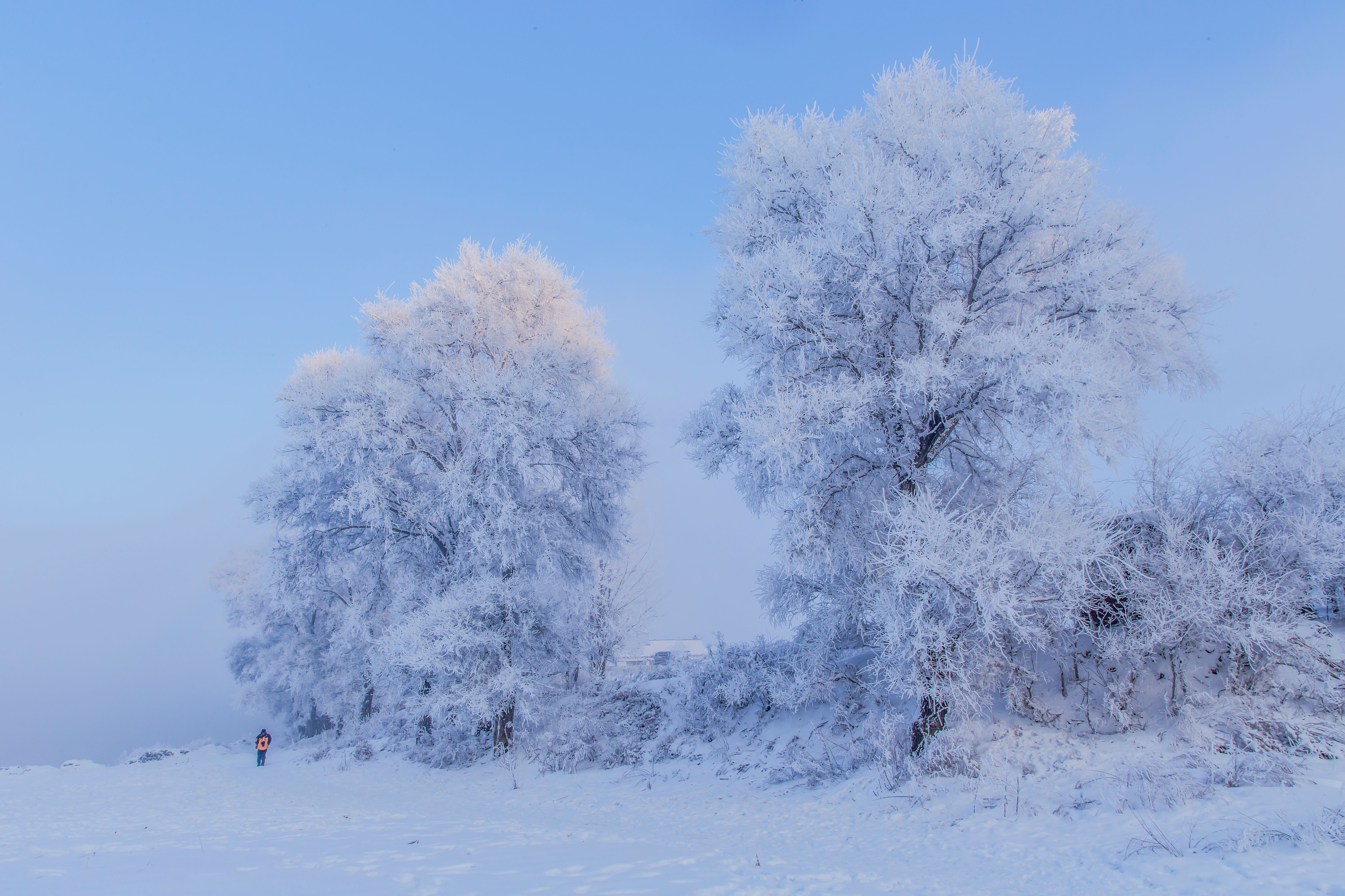 Hoarfrost In Oisterwijk, Netherlands Photos, Download The BEST Free ...