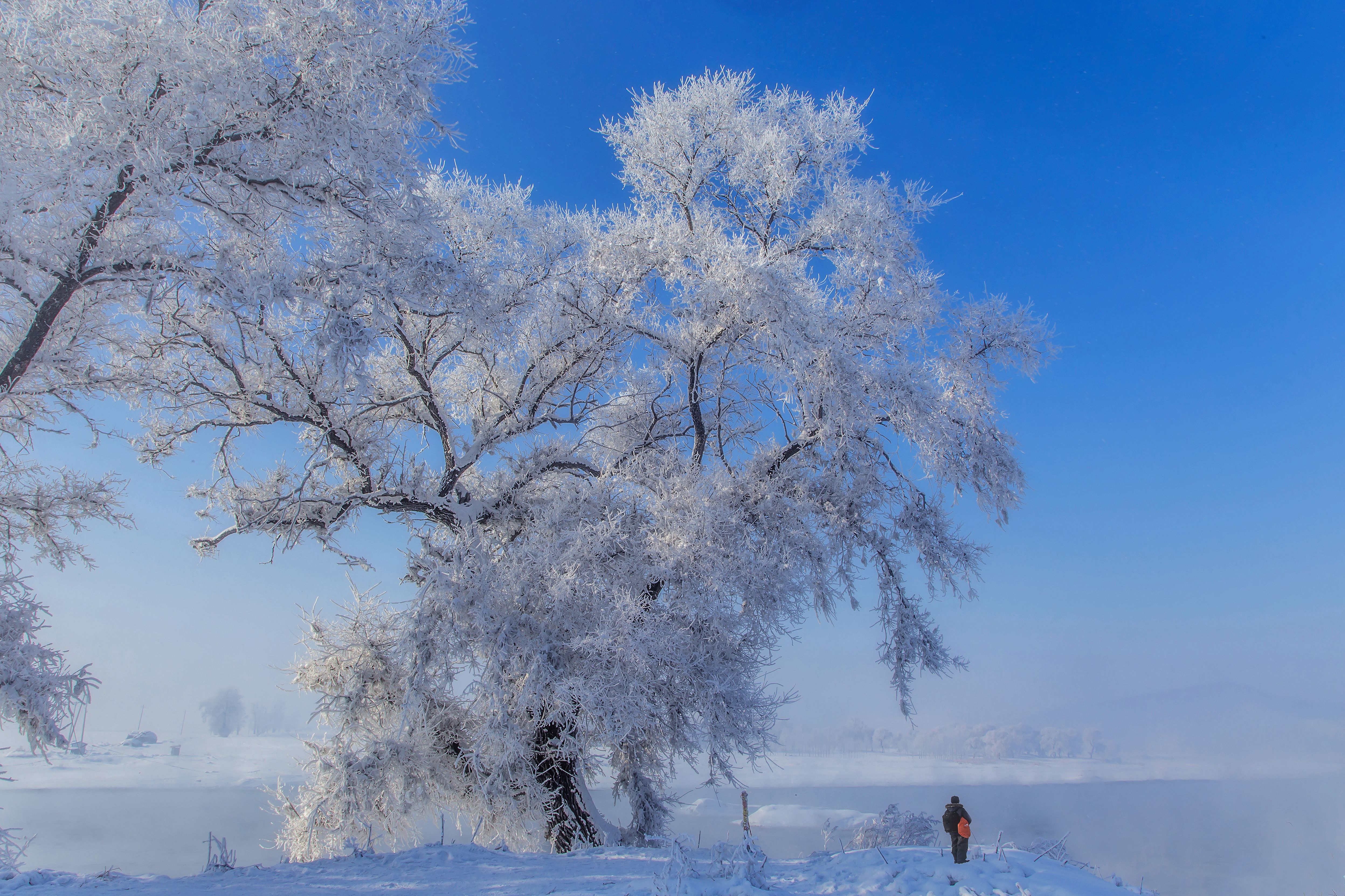 Hoarfrost In Oisterwijk, Netherlands Photos, Download The BEST Free ...