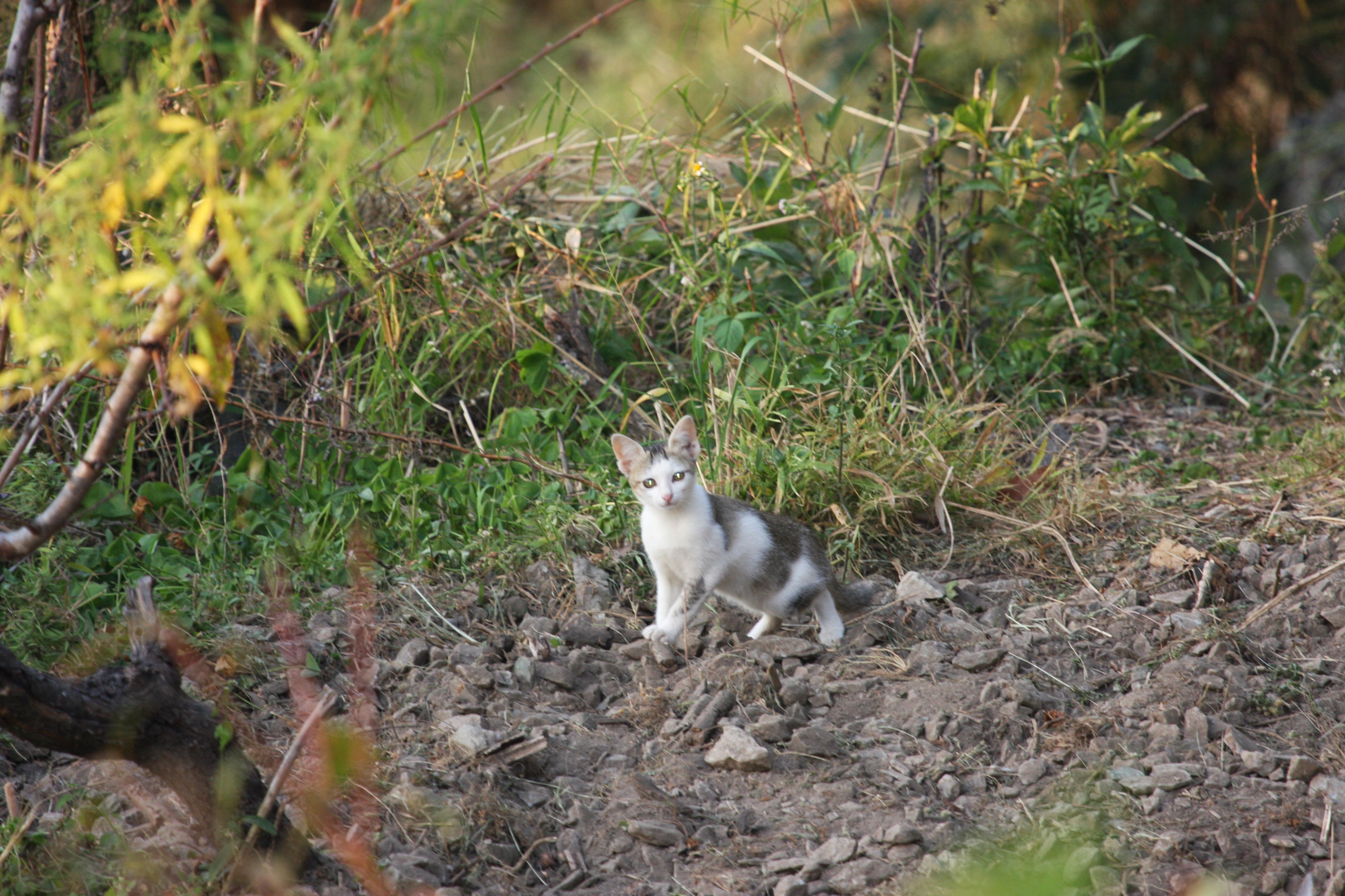 Scenic Mountainous Terrain with a Curious Cat · Free Stock Photo