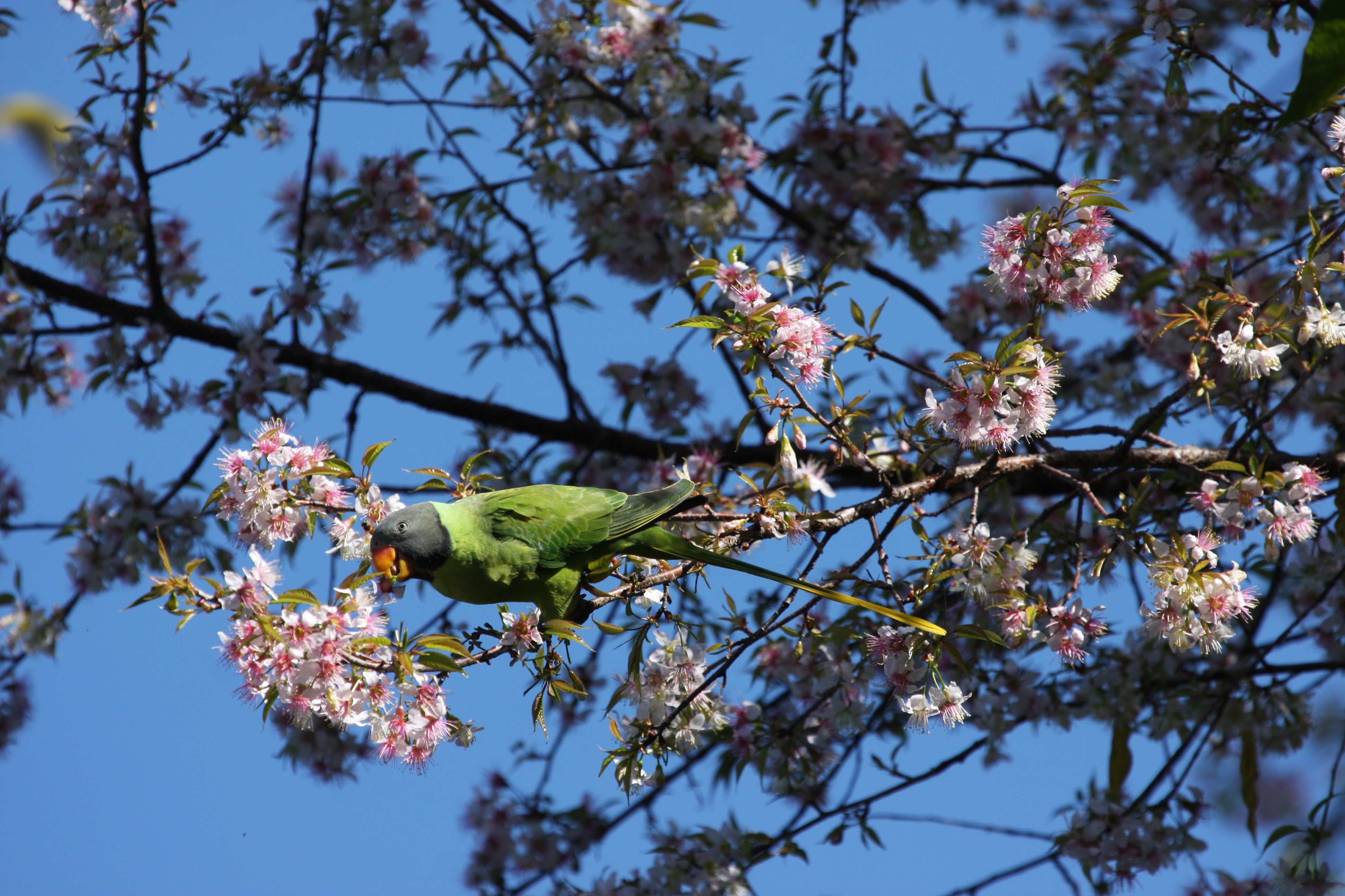 Plum-headed Parakeet in Blossom Tree, Himachal Pradesh · Free Stock Photo