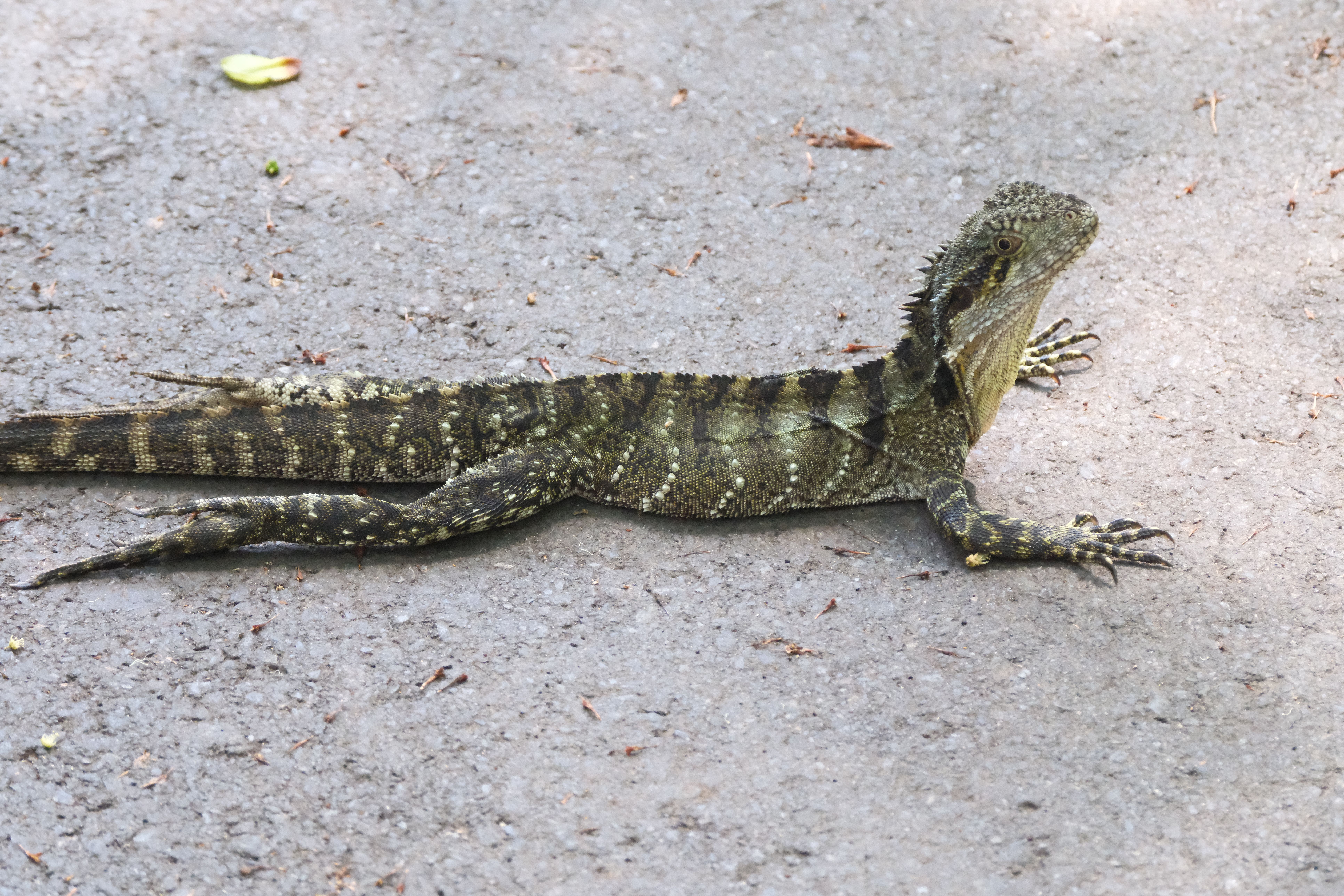 Eastern Water Dragon on Pavement in Sunlight · Free Stock Photo
