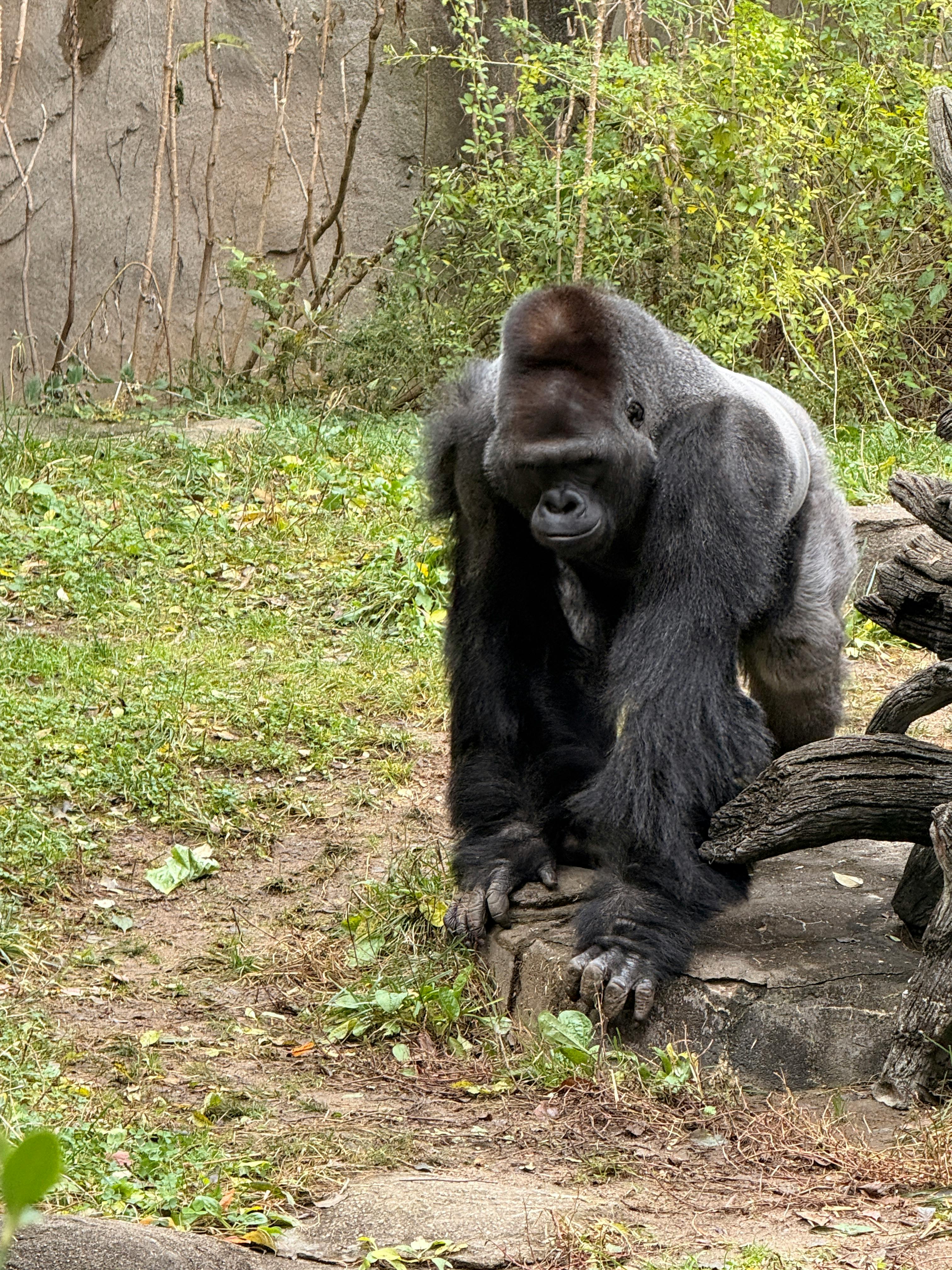 20+ Foto Hominidae Terbaik · Unduh Gratis 100% · Foto Stok Pexels