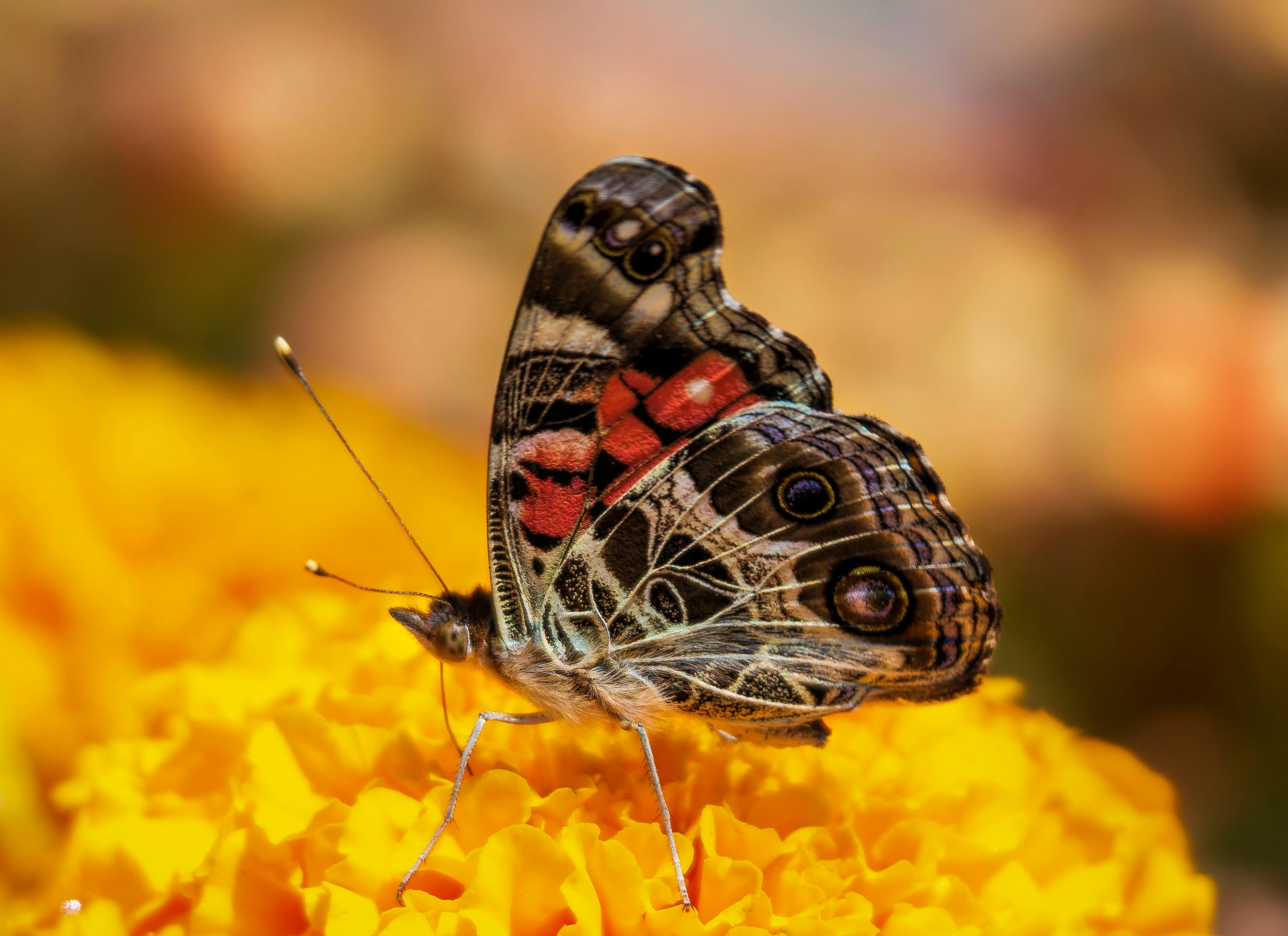 Scroller+Butterfly+Wings Photos, Download The BEST Free Scroller+Butterfly+Wings Stock Photos ...