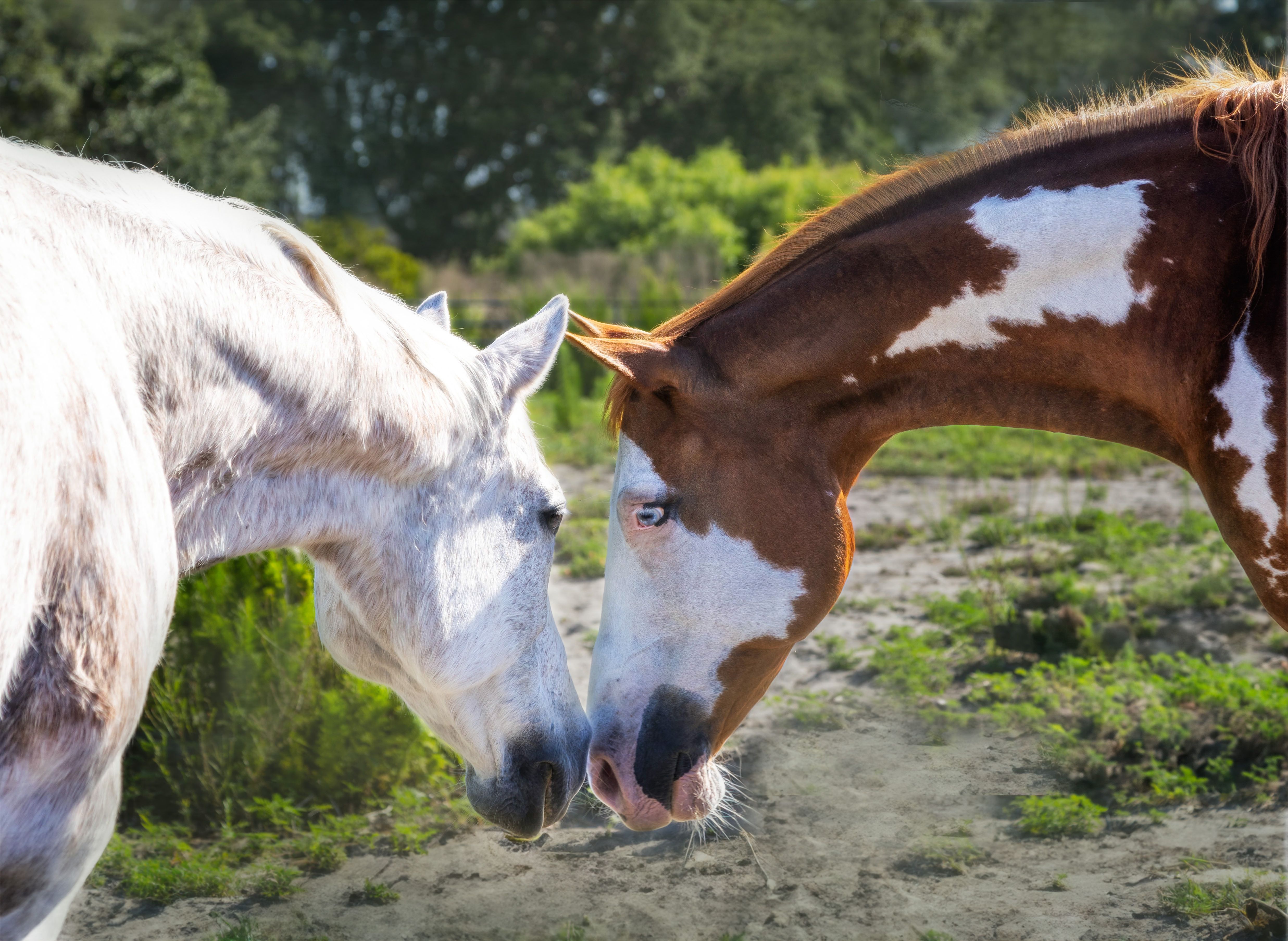 Close Encounter of Two Horses in Nature · Free Stock Photo