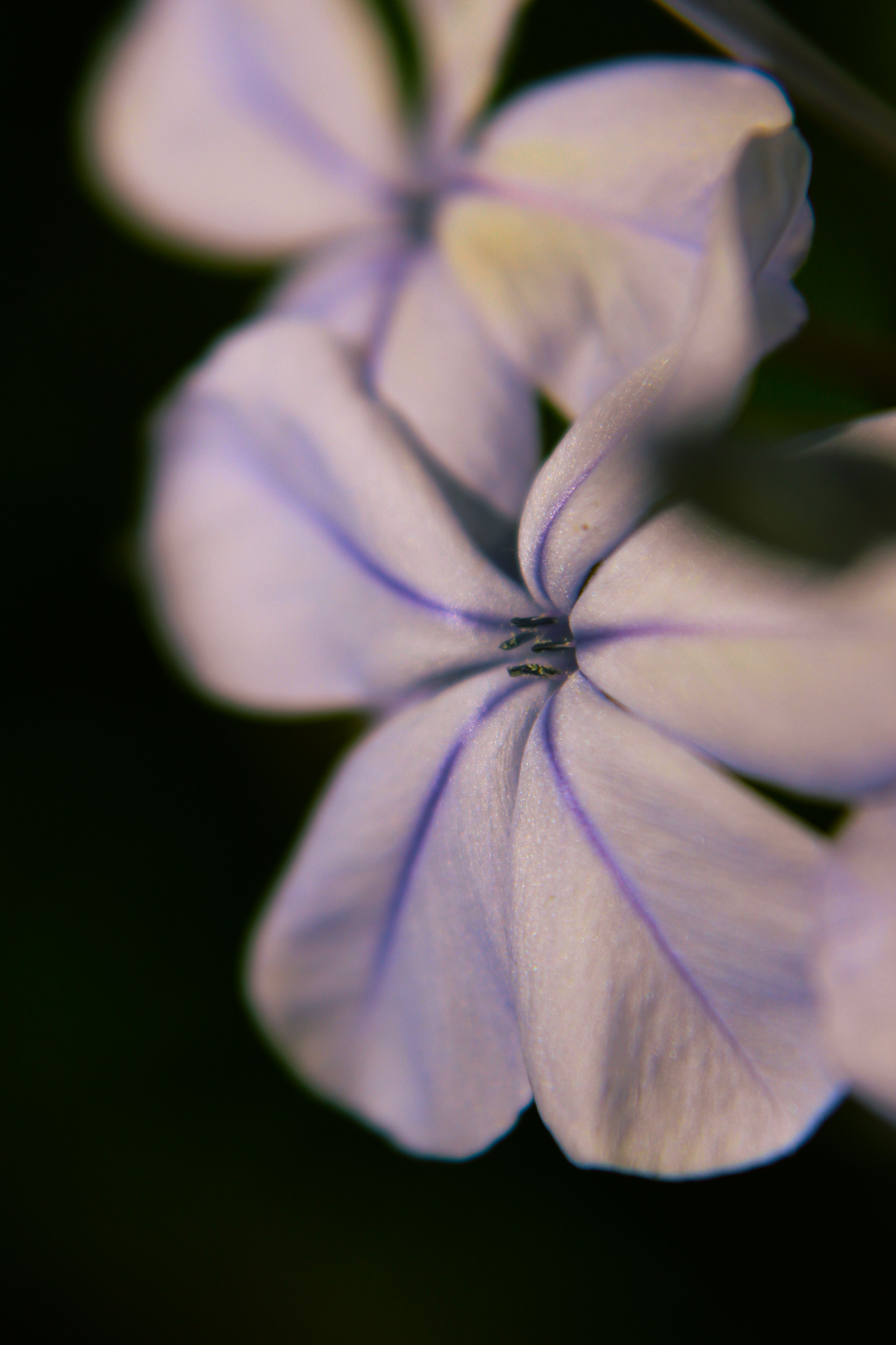 Flower Blackbackground Photos, Download The BEST Free Flower ...