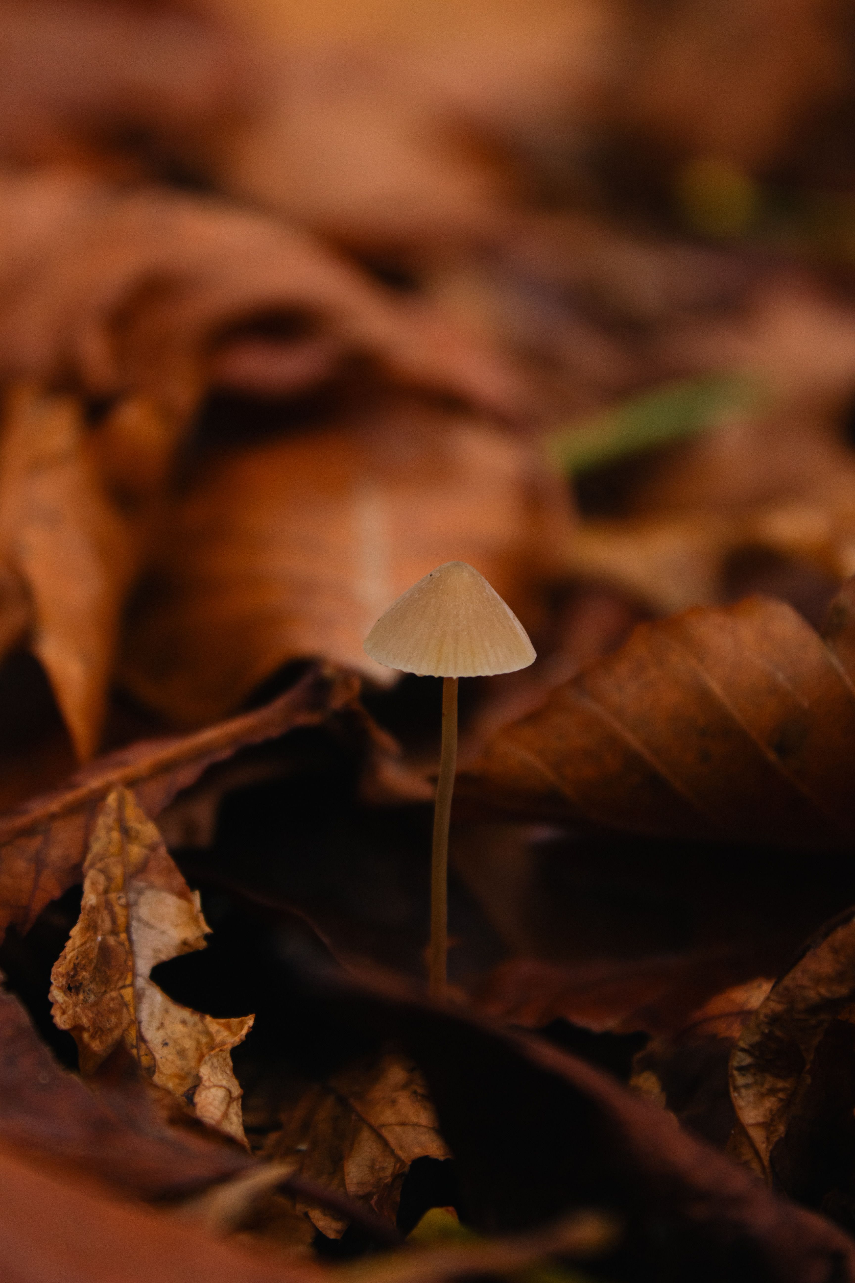 Cap Fungus Photos, Download The BEST Free Cap Fungus Stock Photos & HD ...