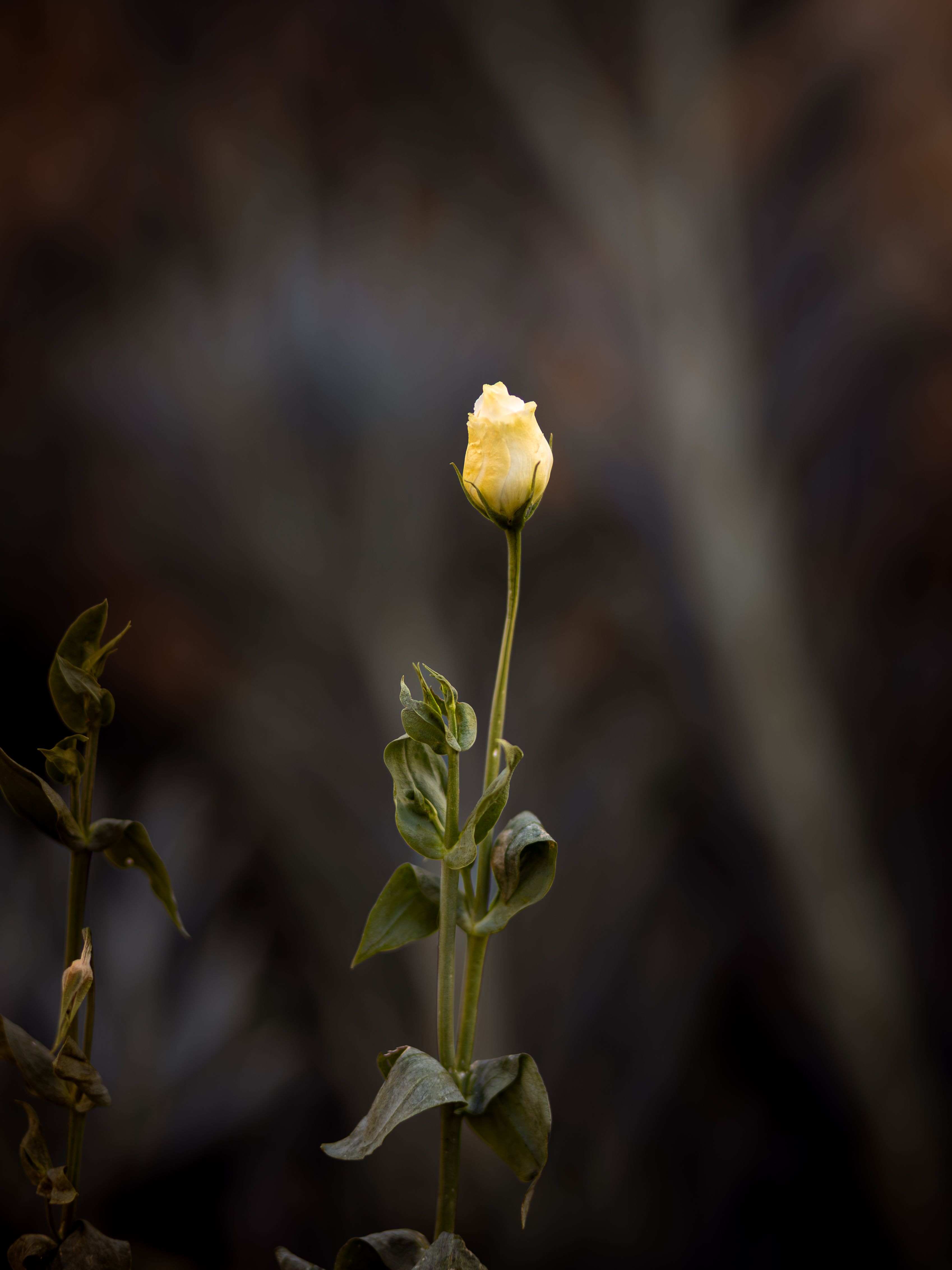Gulab Flower Background Photos, Download The BEST Free Gulab Flower ...