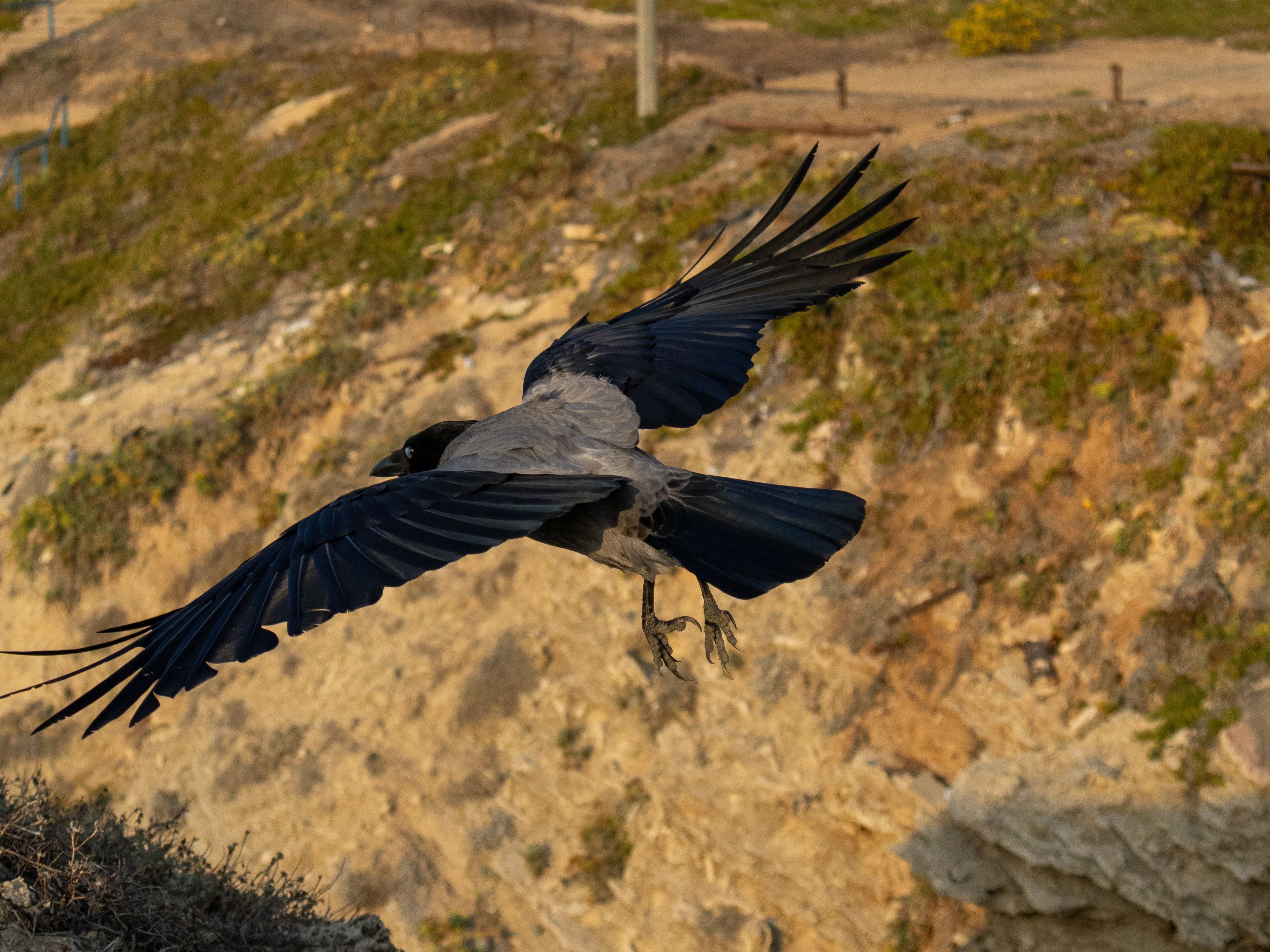 Captivating flight of a Hooded Crow over cliffs · Free Stock Photo