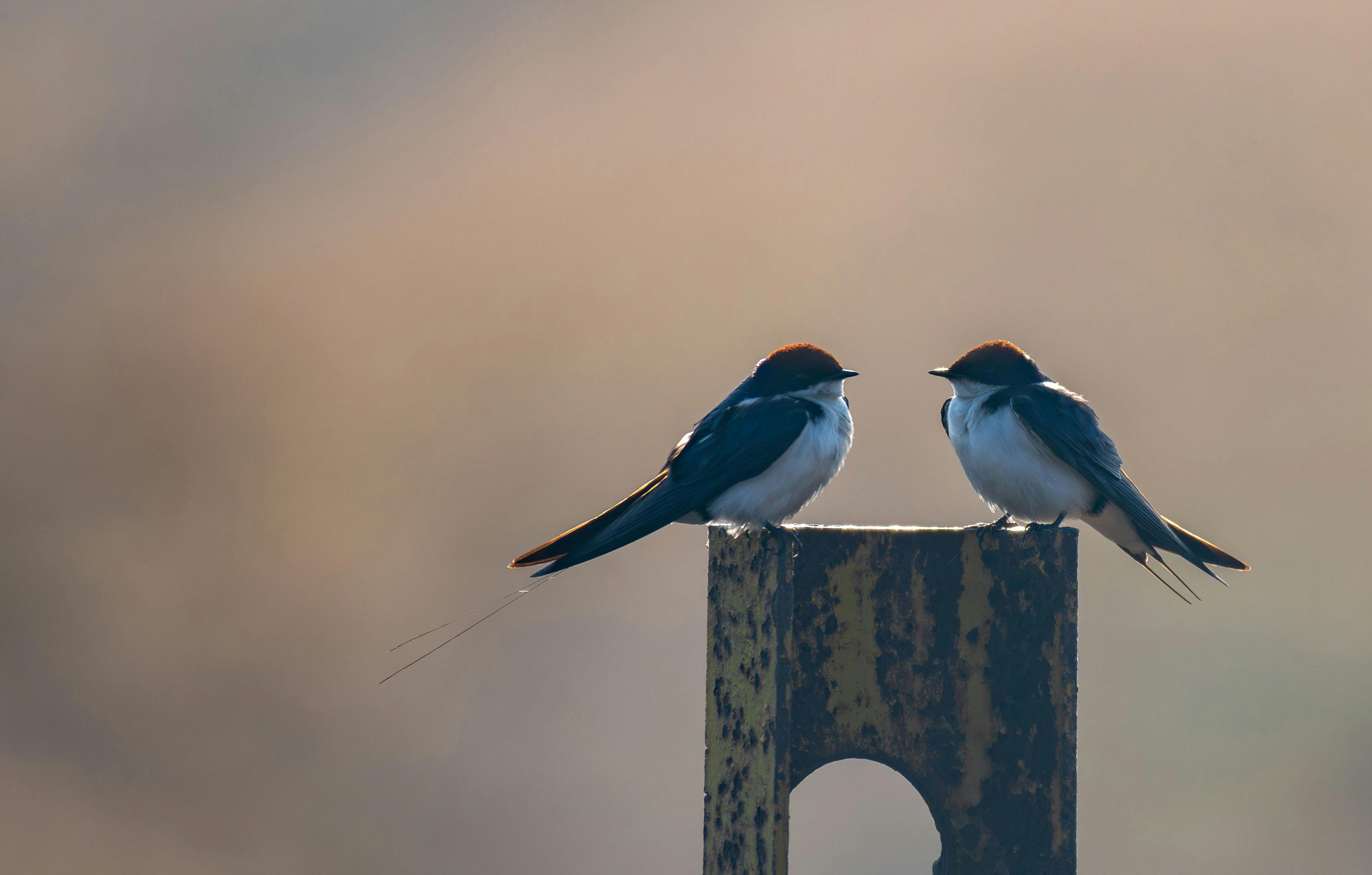 Image+Of+A+Fistula Photos, Download The BEST Free Image+Of+A+Fistula ...