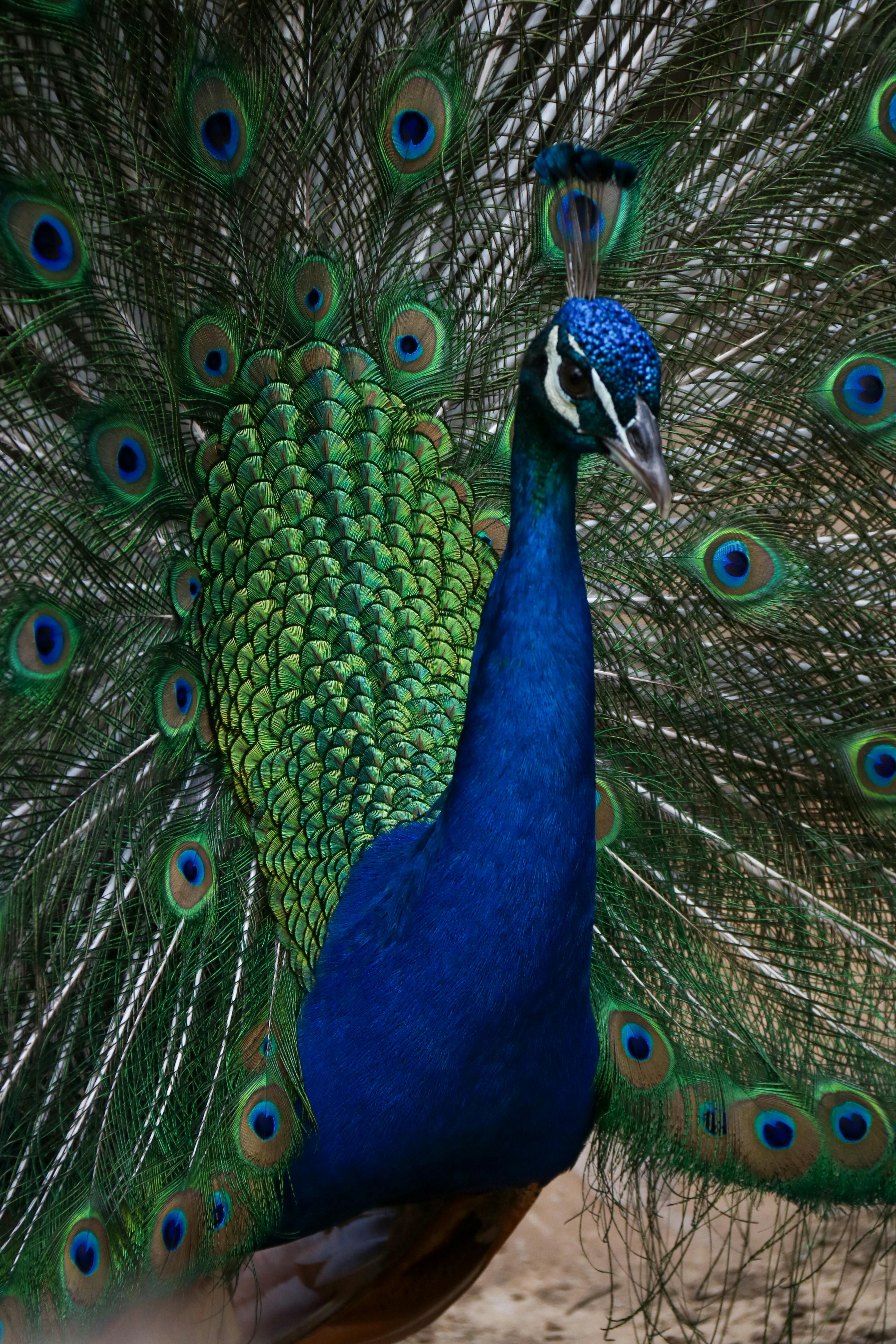 Vibrant Peacock Displaying Plumage Outdoors · Free Stock Photo