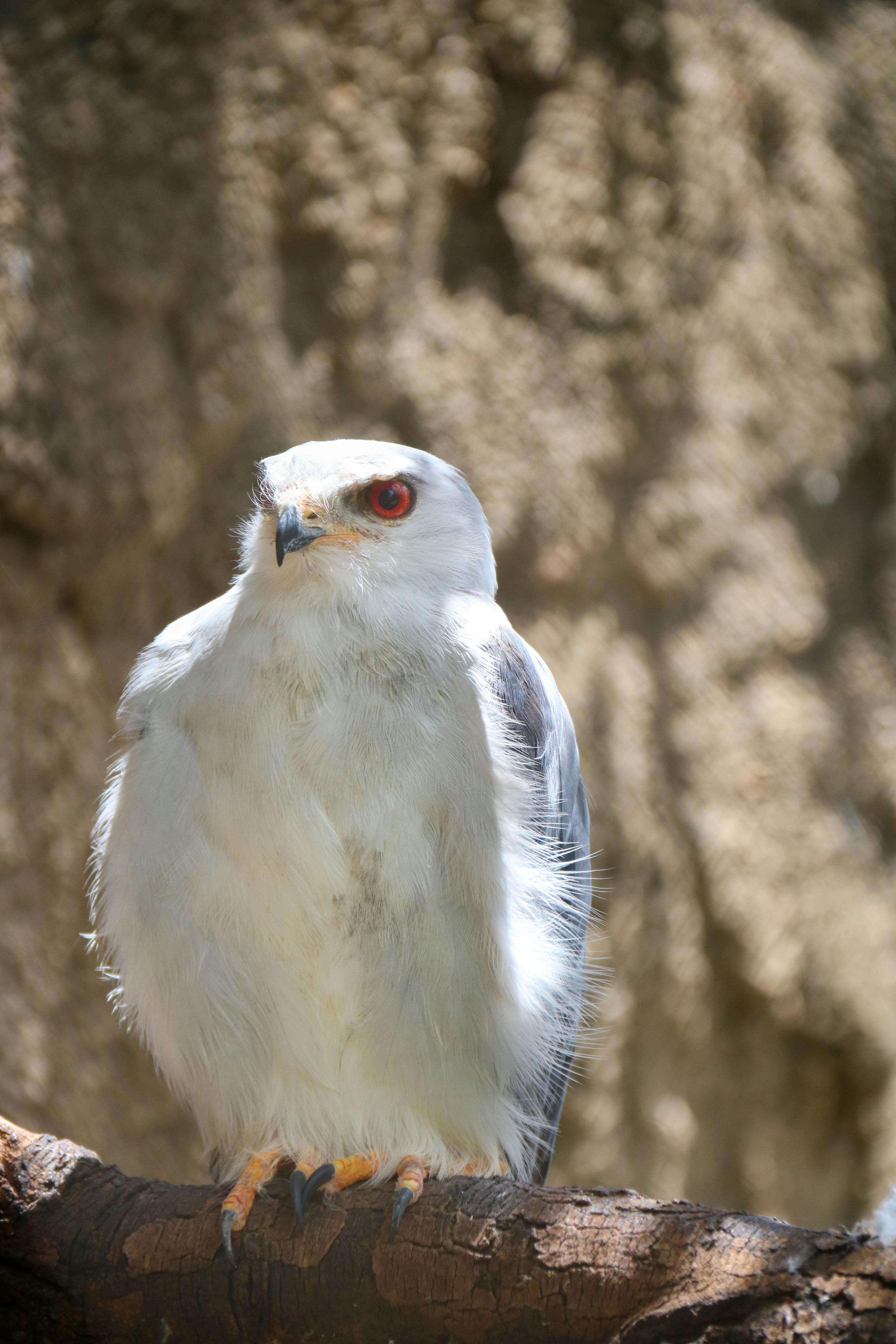 Scroller+Butterfly+Wings Photos, Download The BEST Free Scroller ...