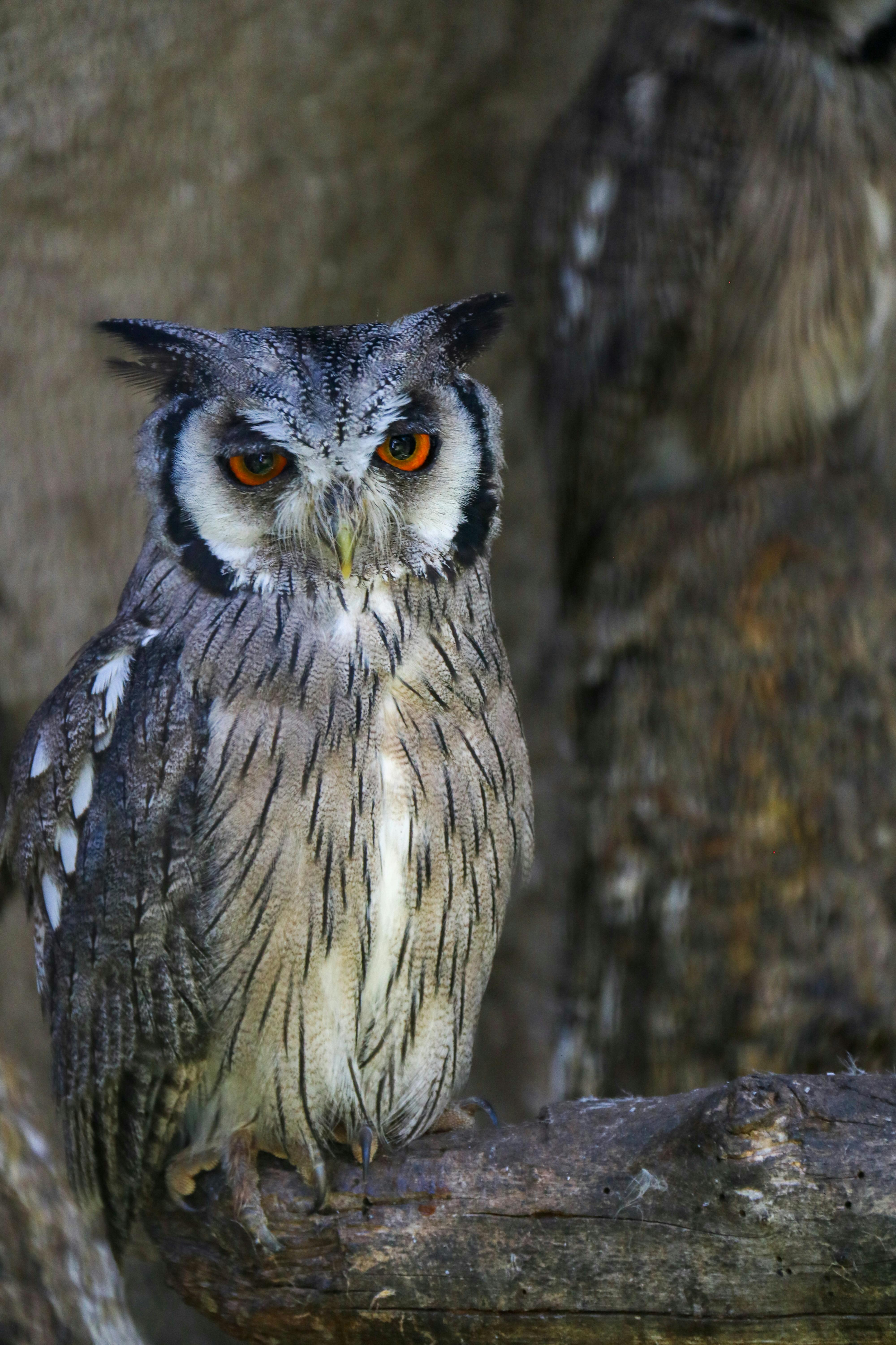 Scroller+Butterfly+Wings Photos, Download The BEST Free Scroller ...