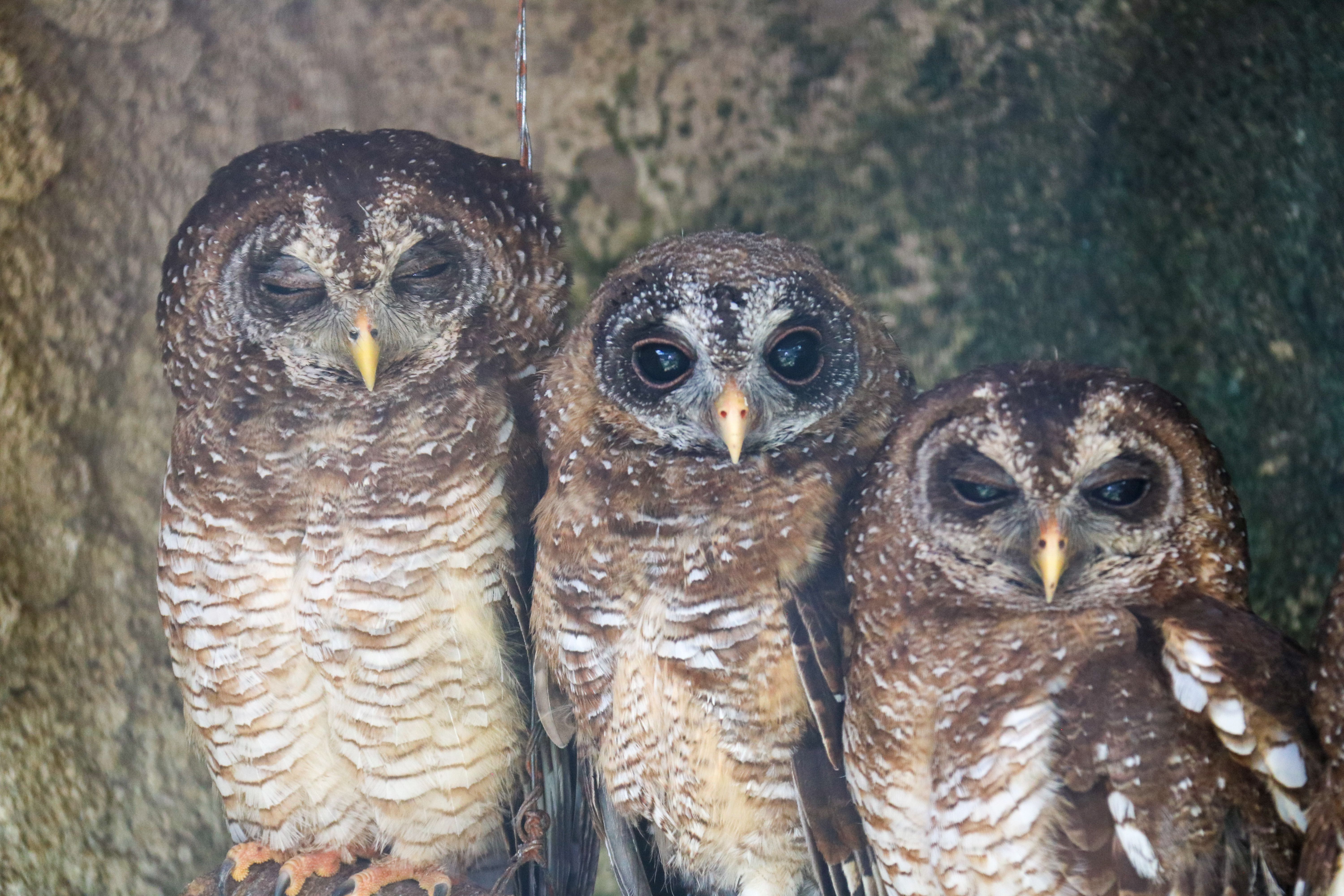 Images Of Owls Photos, Download The BEST Free Images Of Owls Stock ...