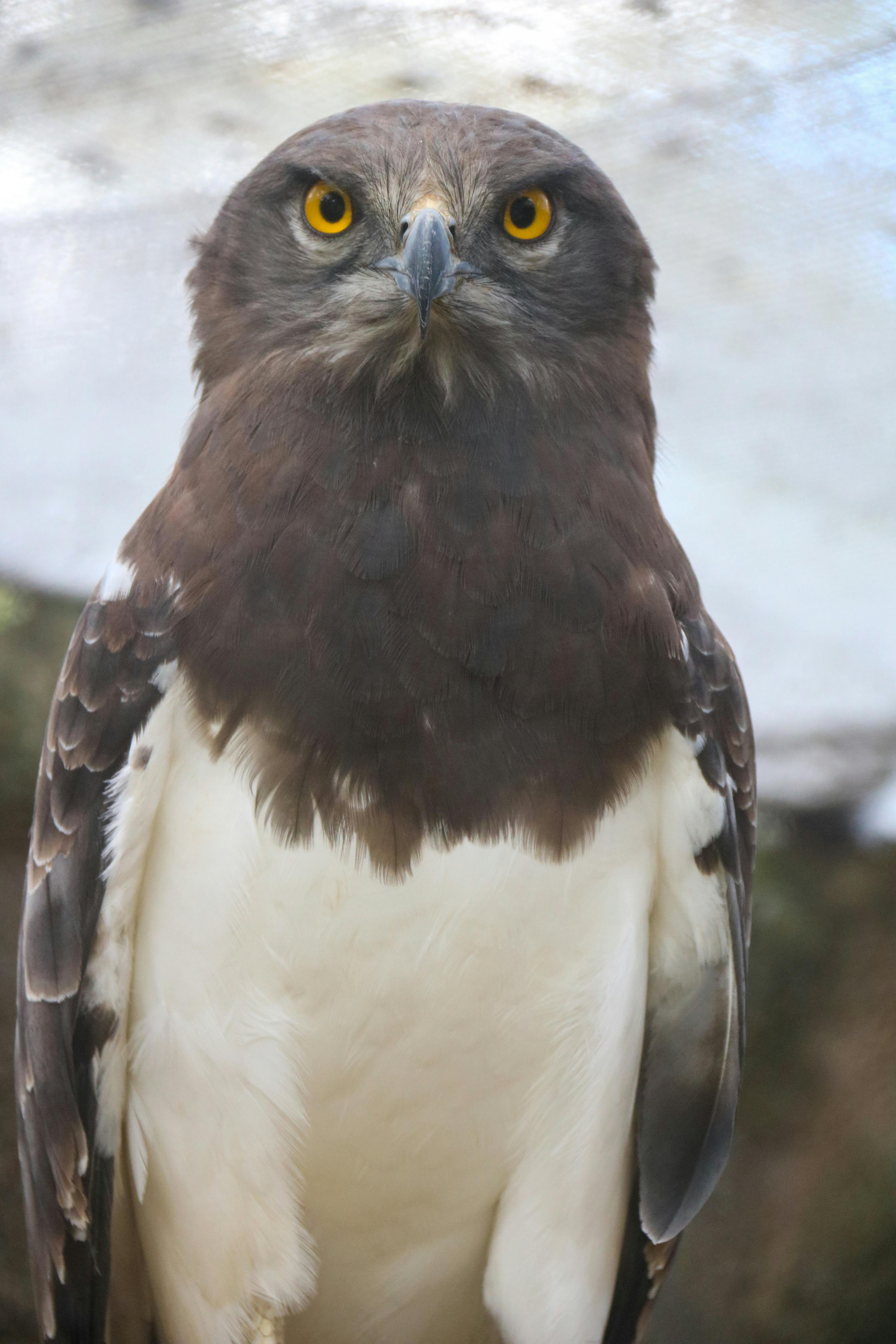 Scroller+Butterfly+Wings Photos, Download The BEST Free Scroller ...