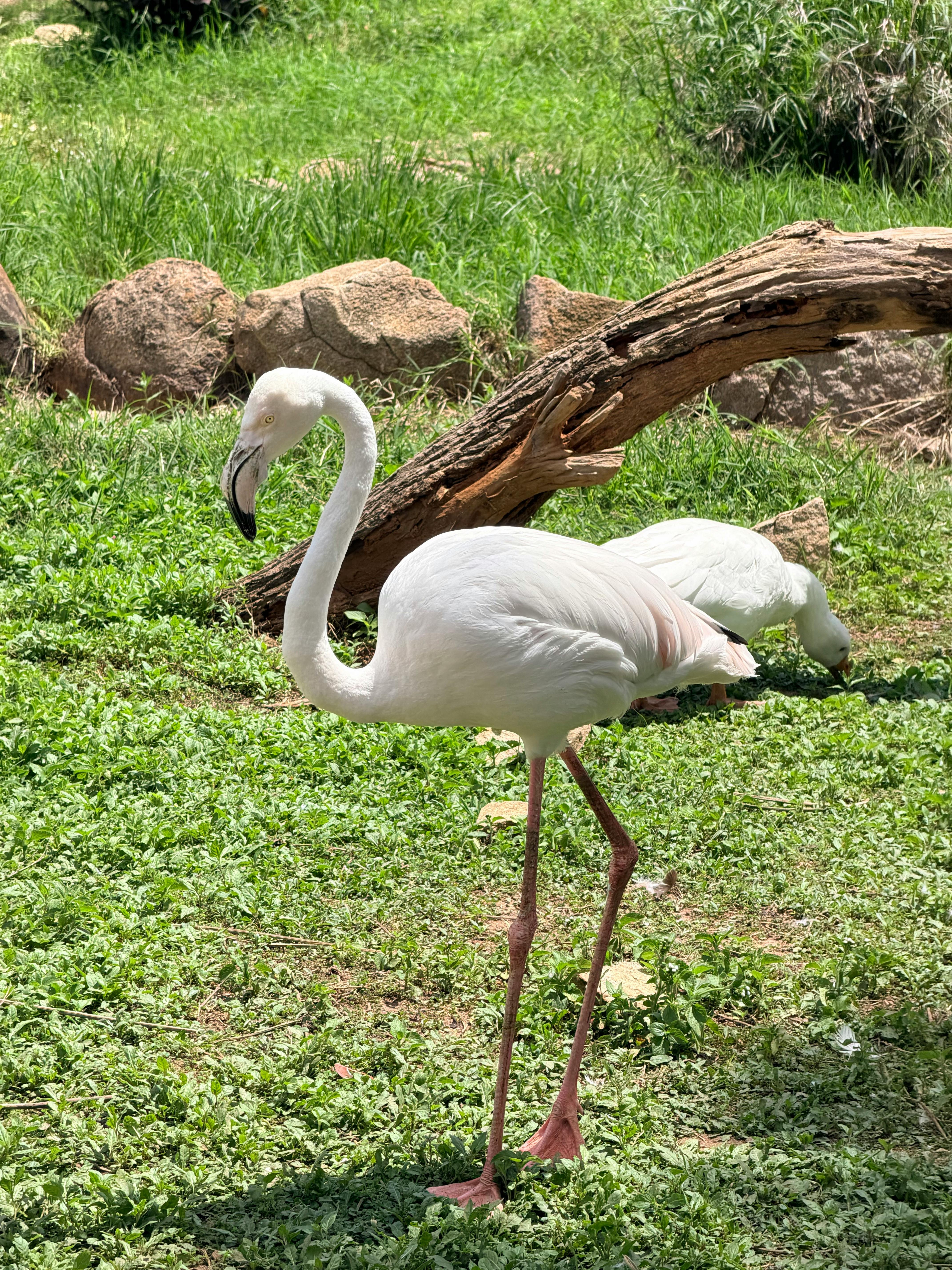 Hot+Legs+Gifs Photos, Download The BEST Free Hot+Legs+Gifs Stock Photos ...