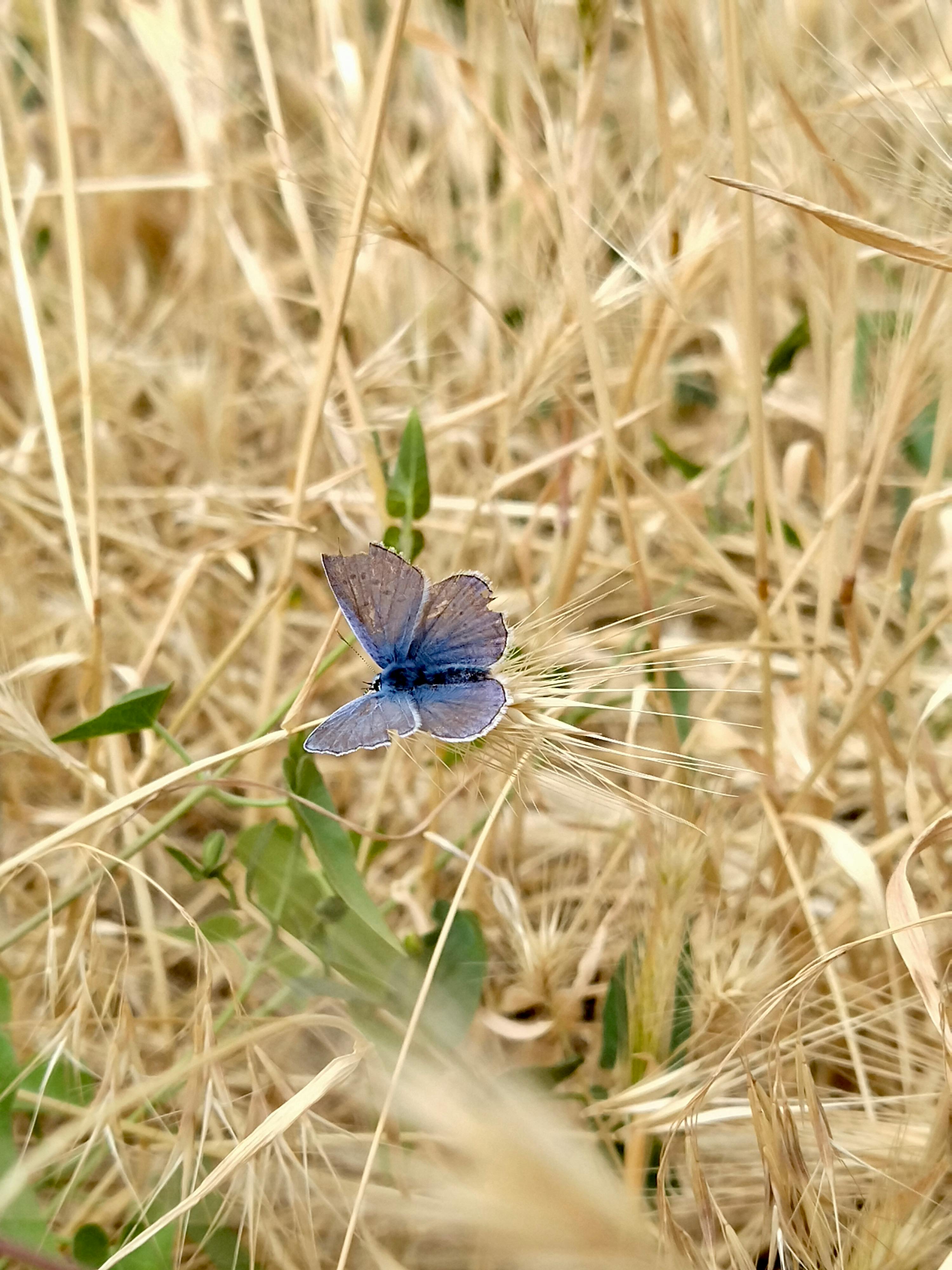 Scroller+Butterfly+Wings Photos, Download The BEST Free Scroller ...