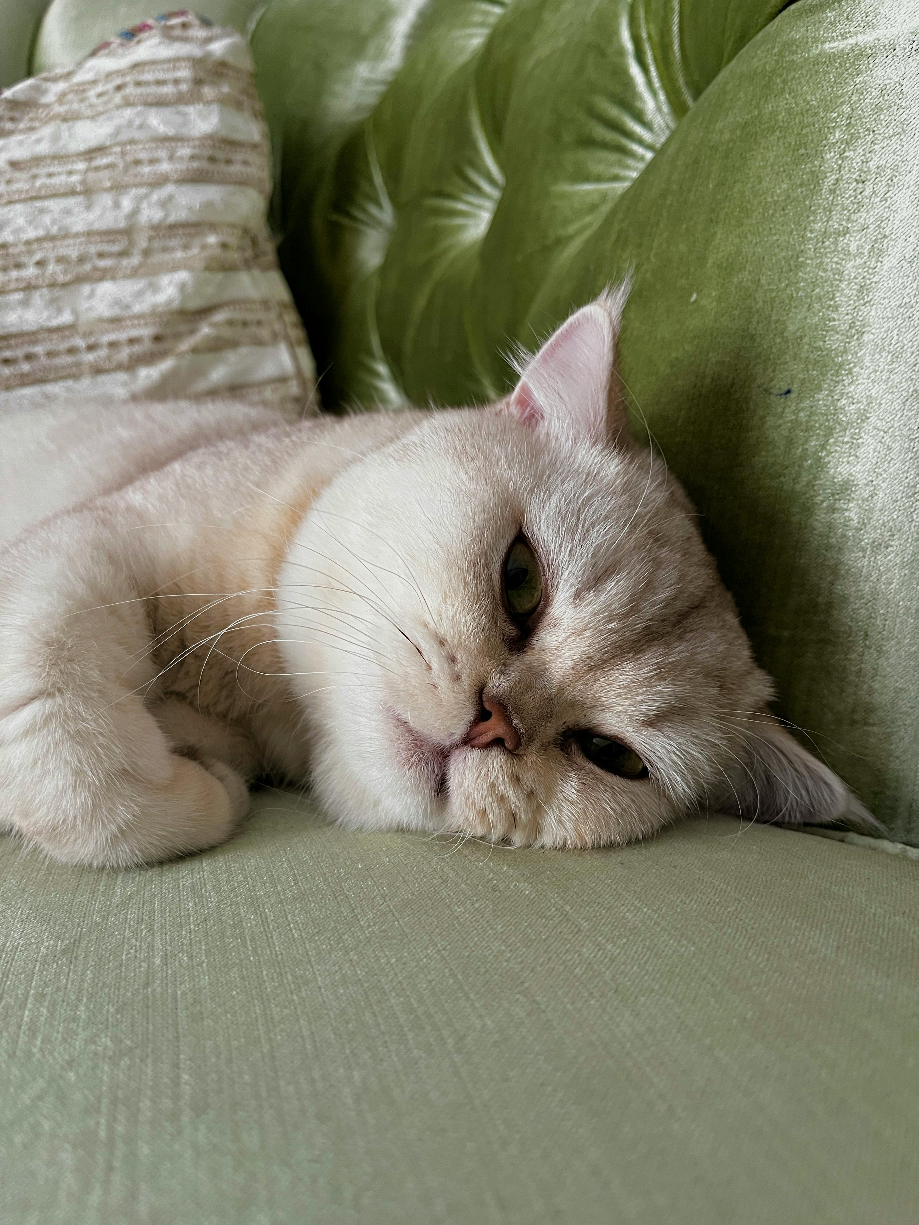 Cute Cat Dp Photos, Download The BEST Free Cute Cat Dp Stock Photos ...