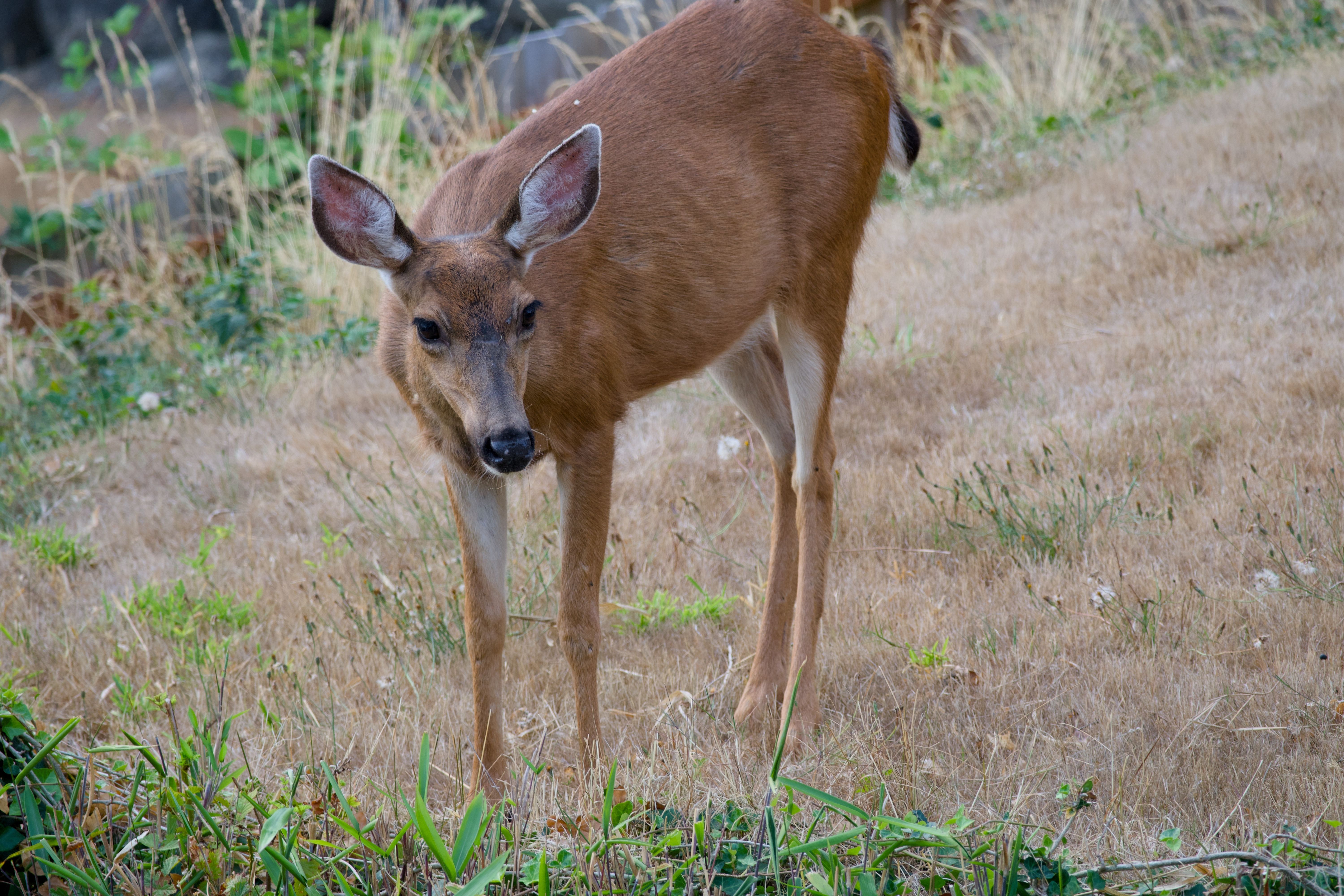 Funny Deer Photos, Download The BEST Free Funny Deer Stock Photos & HD ...