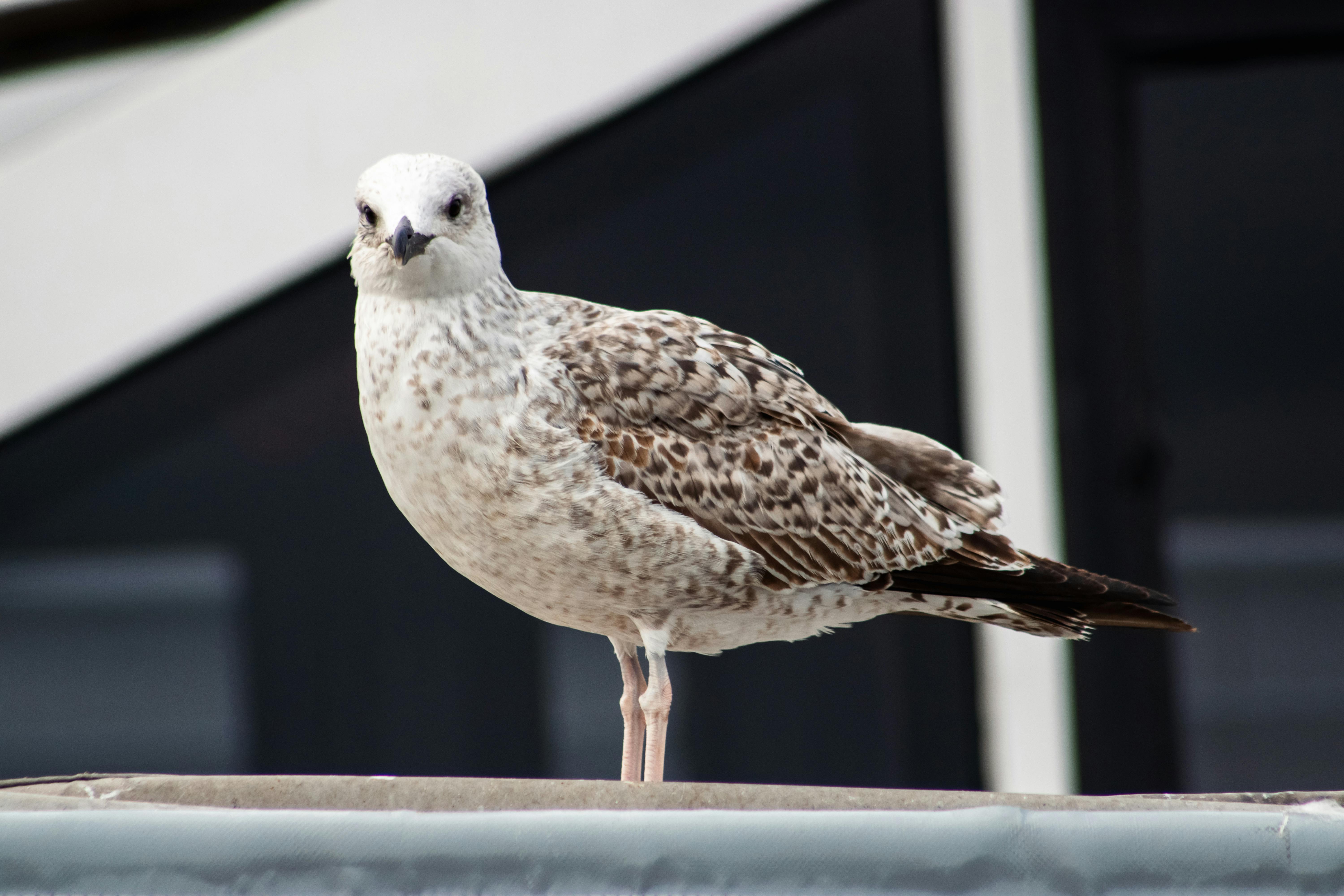 Scroller+Butterfly+Wings Photos, Download The BEST Free Scroller ...