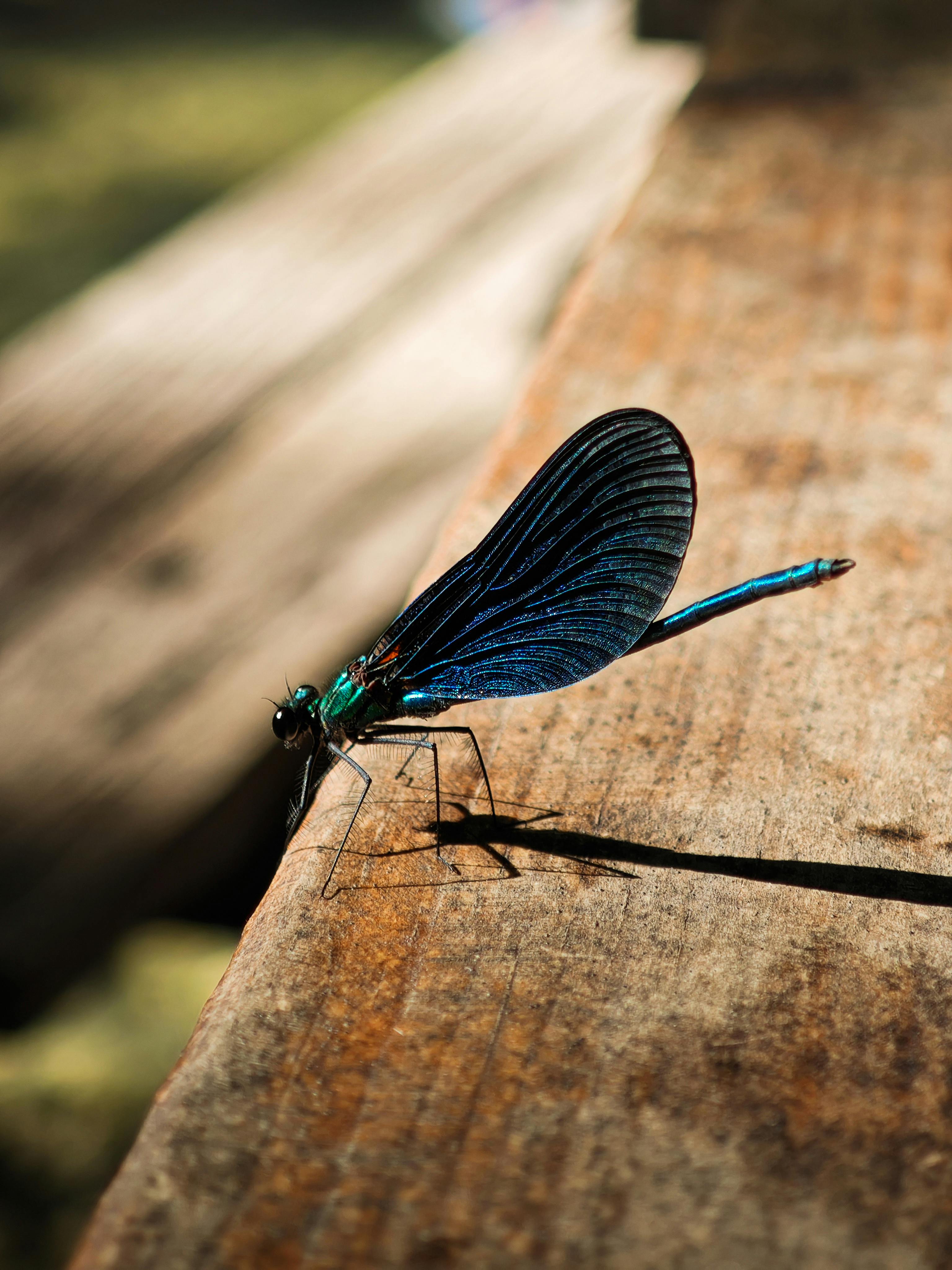 Clipart+World Photos, Download The BEST Free Clipart+World Stock Photos ...