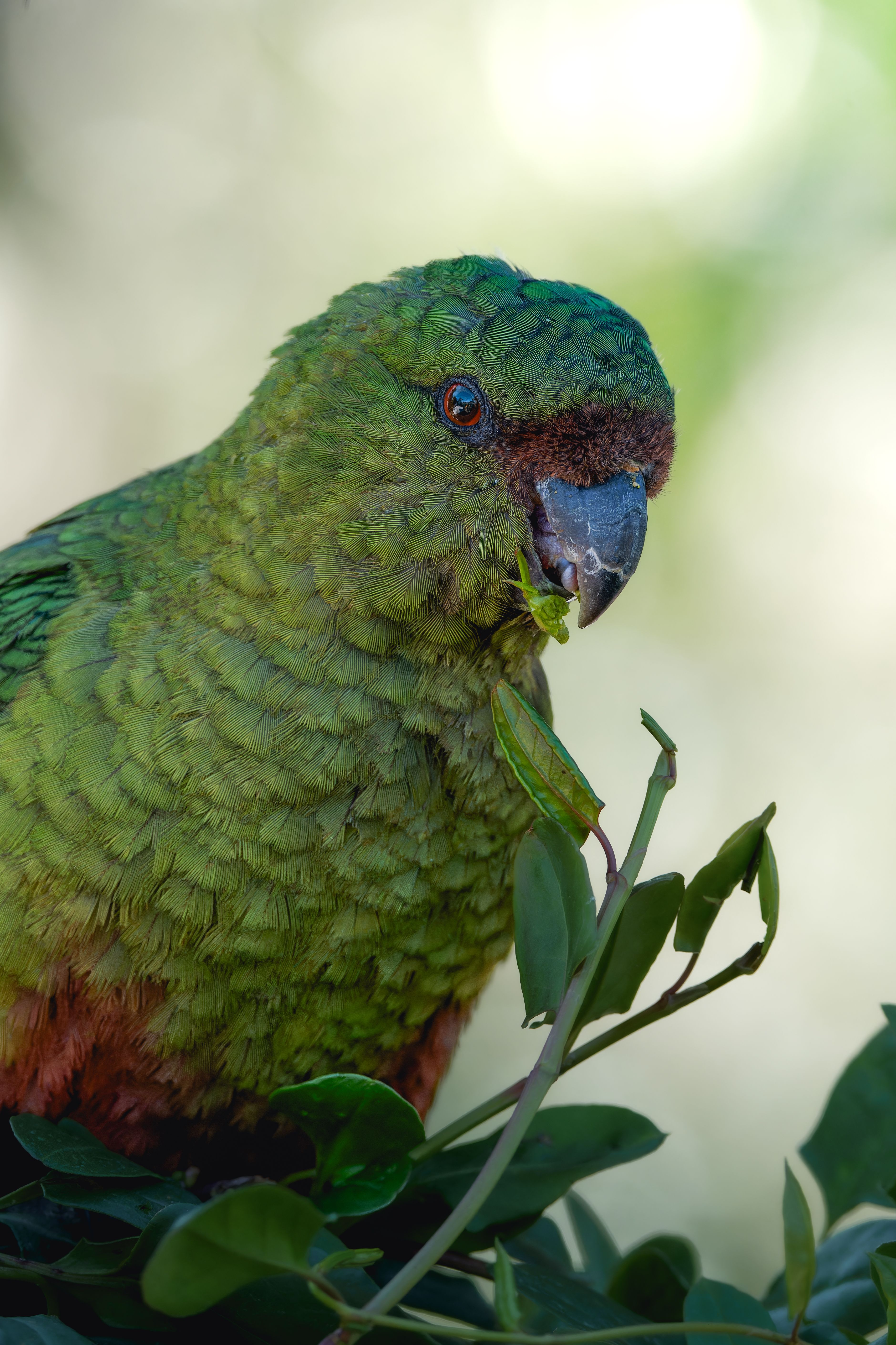 Cartoon Bird Parrot Photos, Download The BEST Free Cartoon Bird Parrot ...