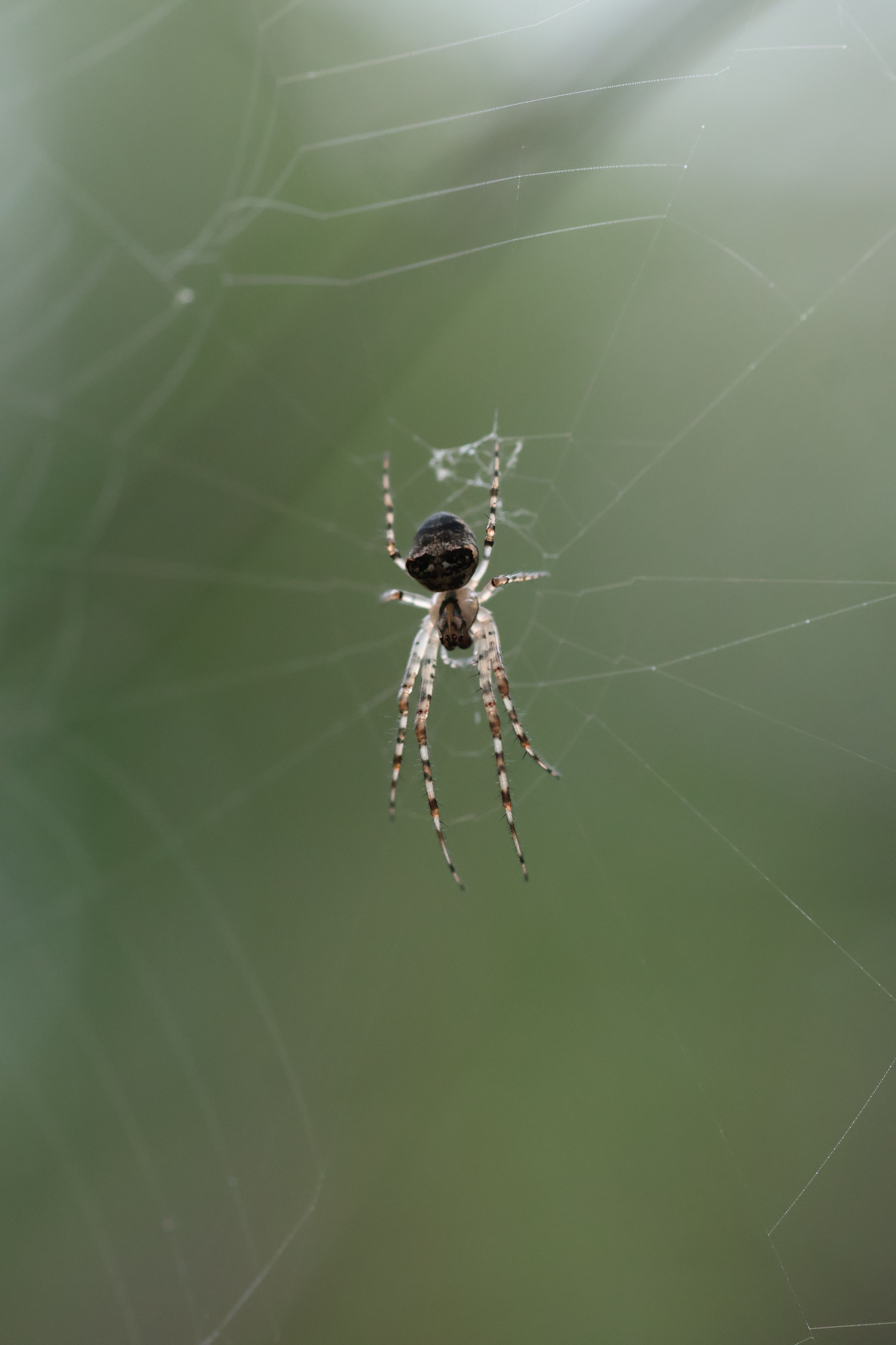 Close-up of Spider on Web in Natural Setting · Free Stock Photo