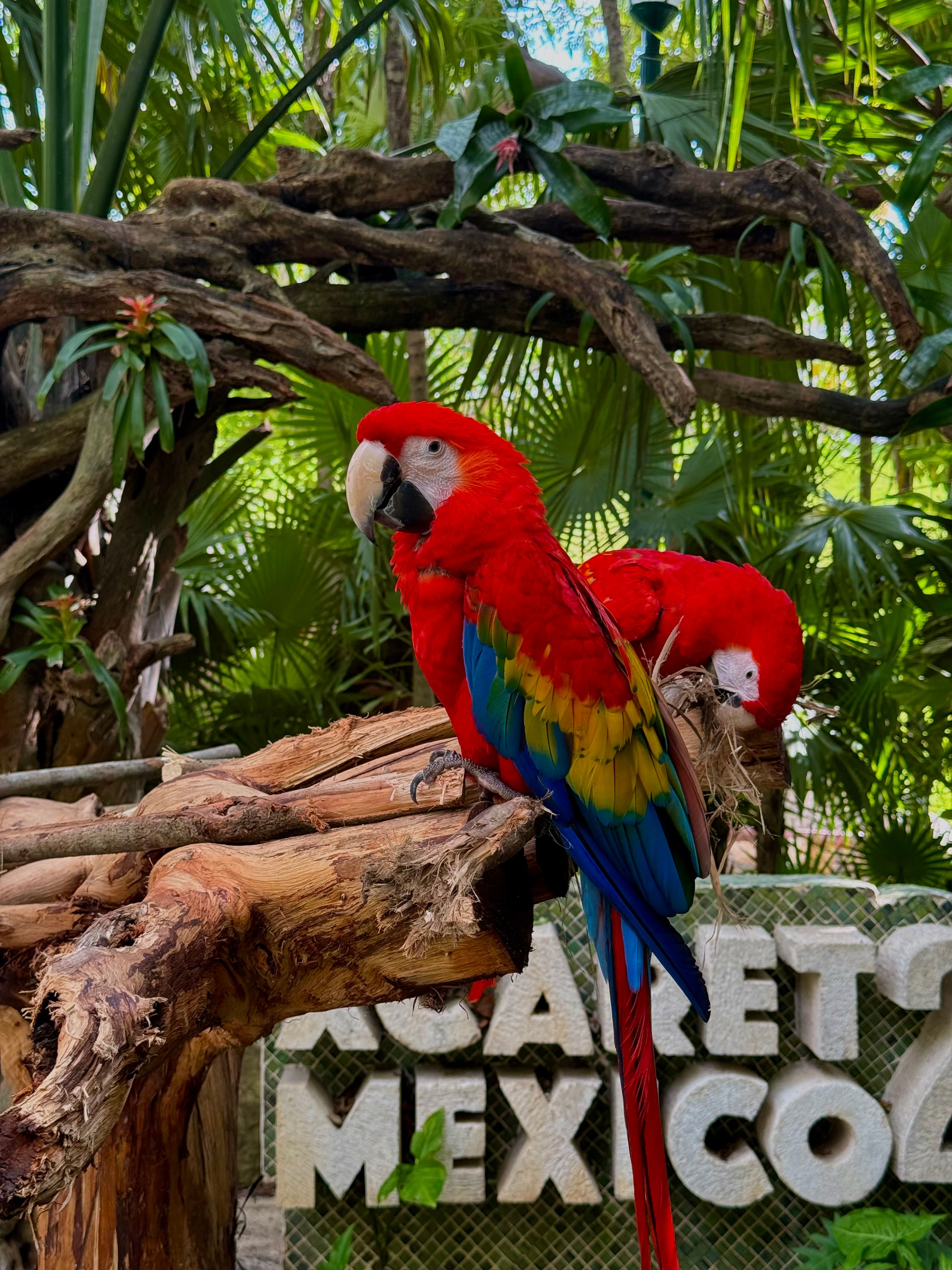 Vibrant Scarlet Macaws in Xcaret Park, Mexico · Free Stock Photo