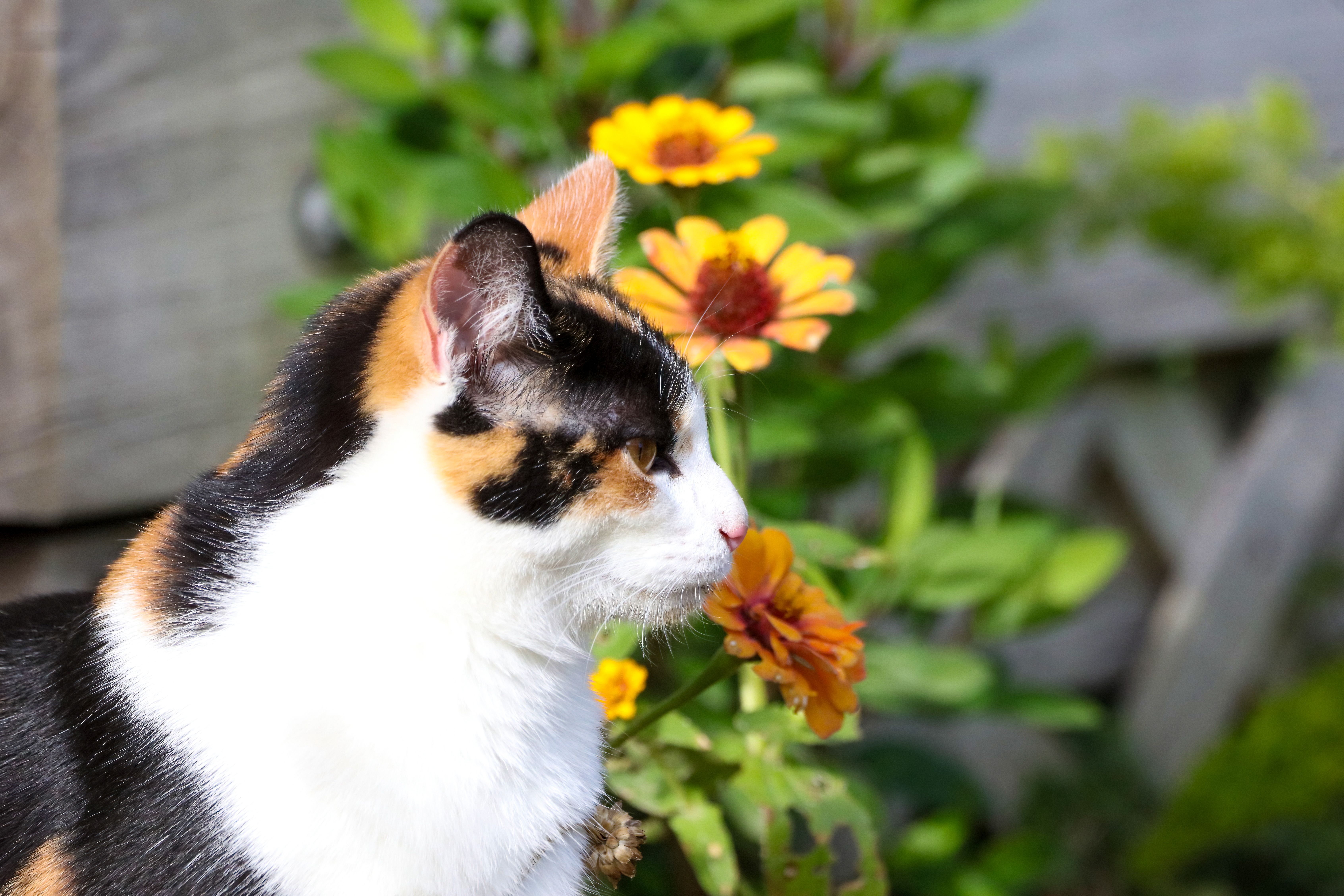 Emo Cat Photos, Download The BEST Free Emo Cat Stock Photos & HD Images