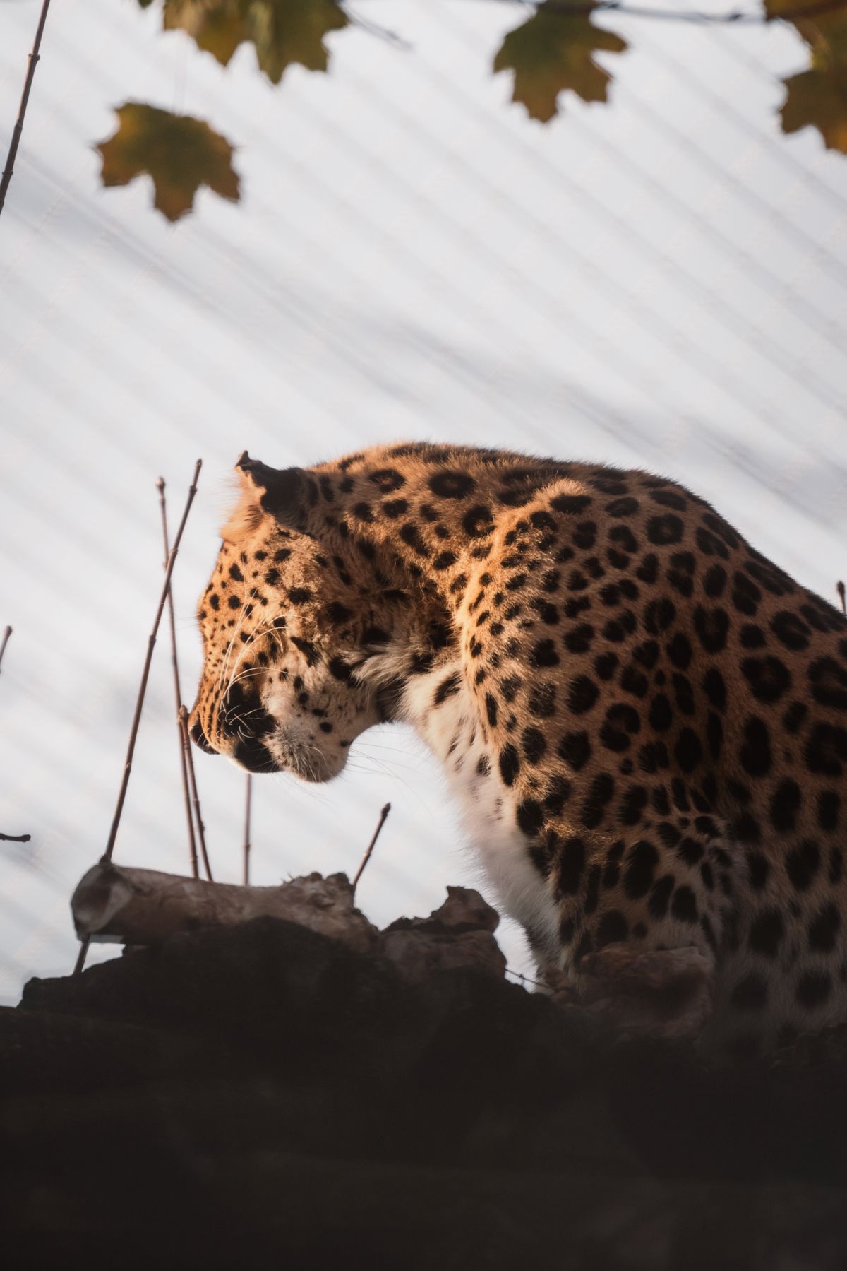 Leopard Print Wallpaper Photos, Download The BEST Free Leopard Print ...