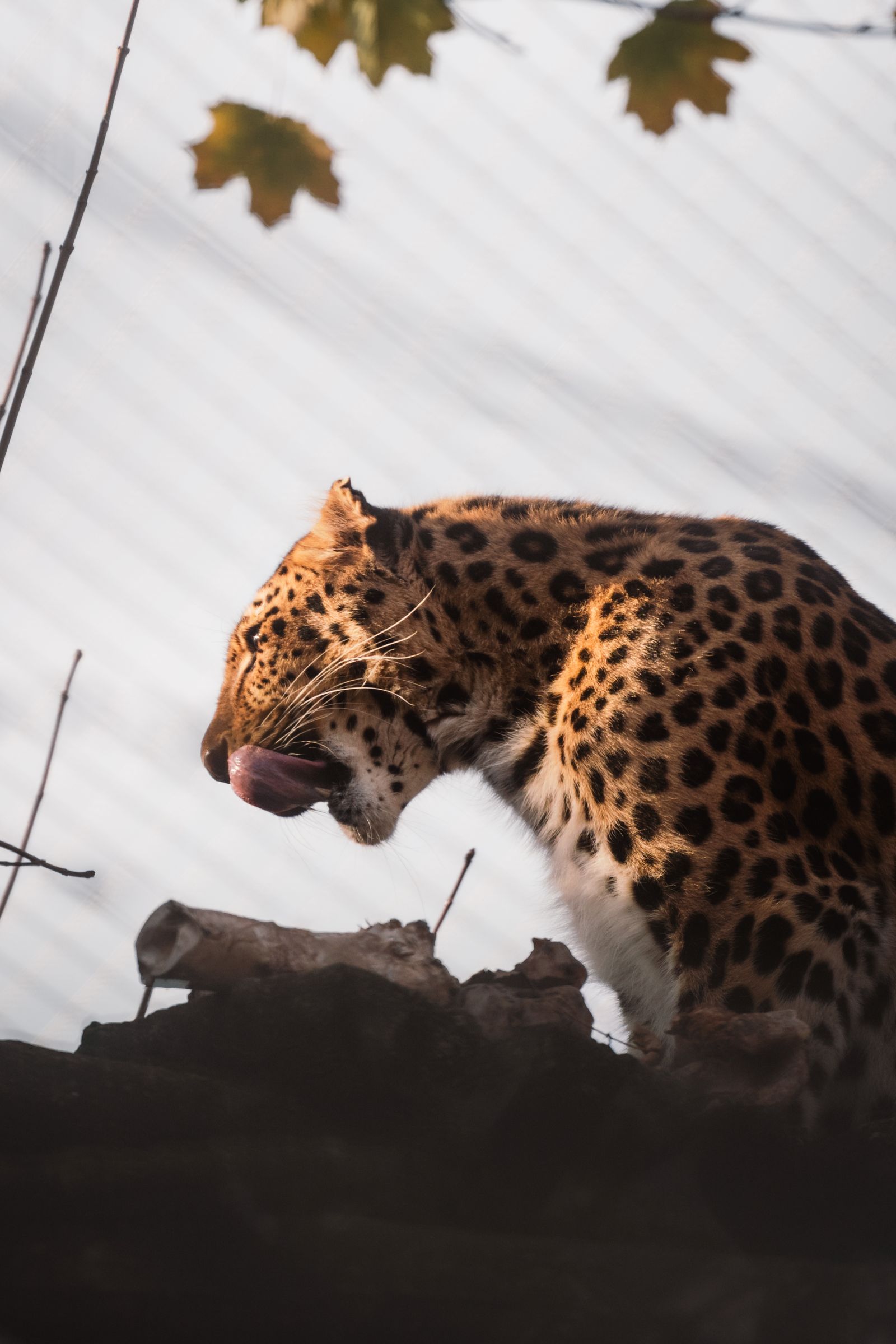 Leopard Print Wallpaper Photos, Download The BEST Free Leopard Print ...